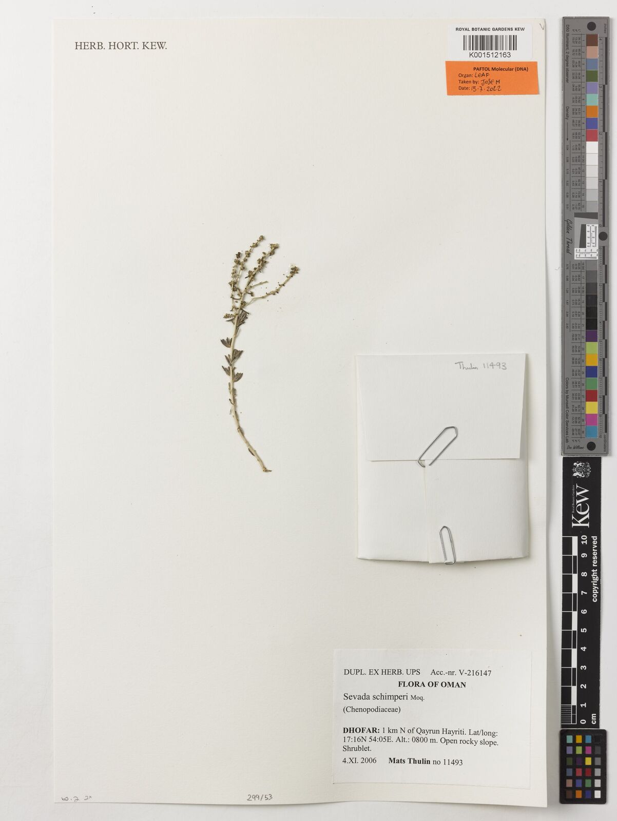 Sevada schimperi Moq. | Plants of the World Online | Kew Science