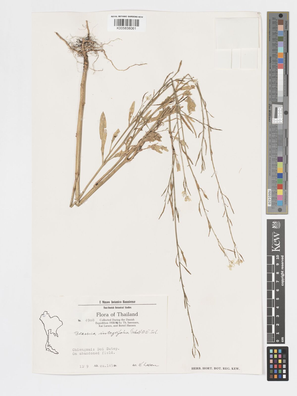 × Brassarda juncea (L.) Su Liu & Z.H.Feng | Plants of the World Online ...