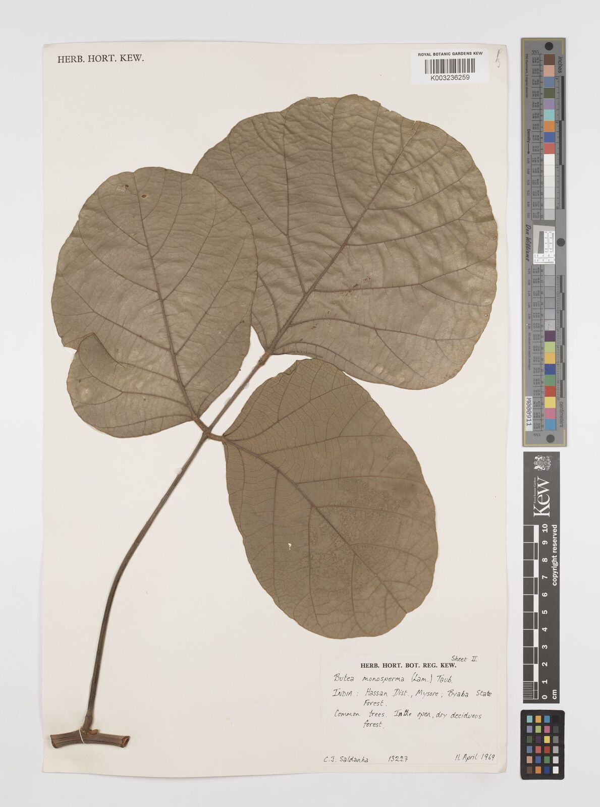 Butea monosperma (Lam.) Kuntze | Plants of the World Online | Kew Science