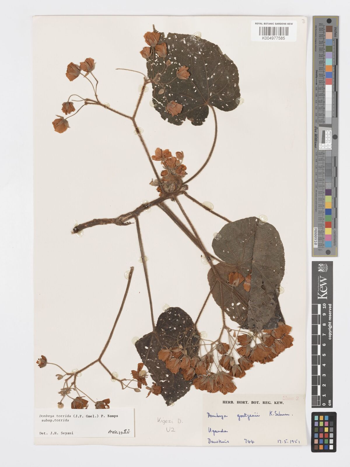 Dombeya torrida subsp. torrida | Plants of the World Online | Kew Science