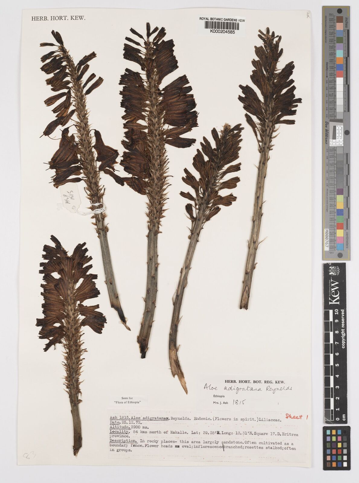 Aloe adigratana Reynolds | Plants of the World Online | Kew Science