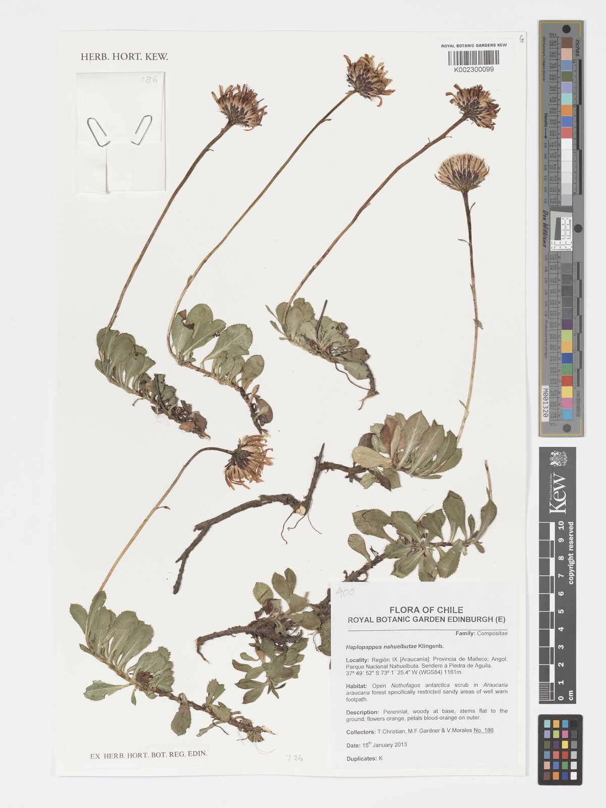 Haplopappus nahuelbutae Klingenb. | Plants of the World Online | Kew ...