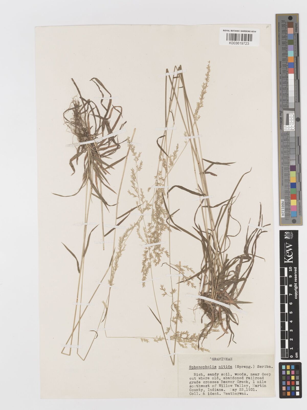 Sphenopholis Scribn. | Plants of the World Online | Kew Science