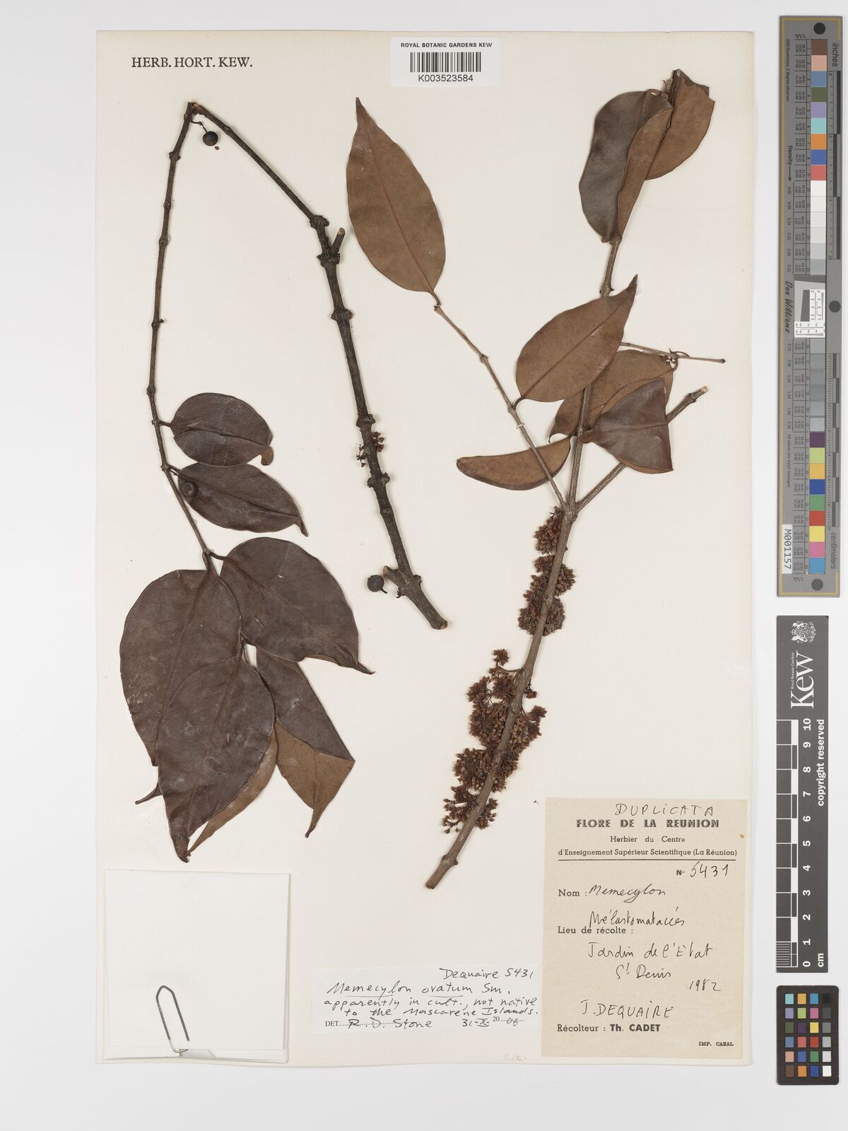 Memecylon ovatum Sm. | Plants of the World Online | Kew Science