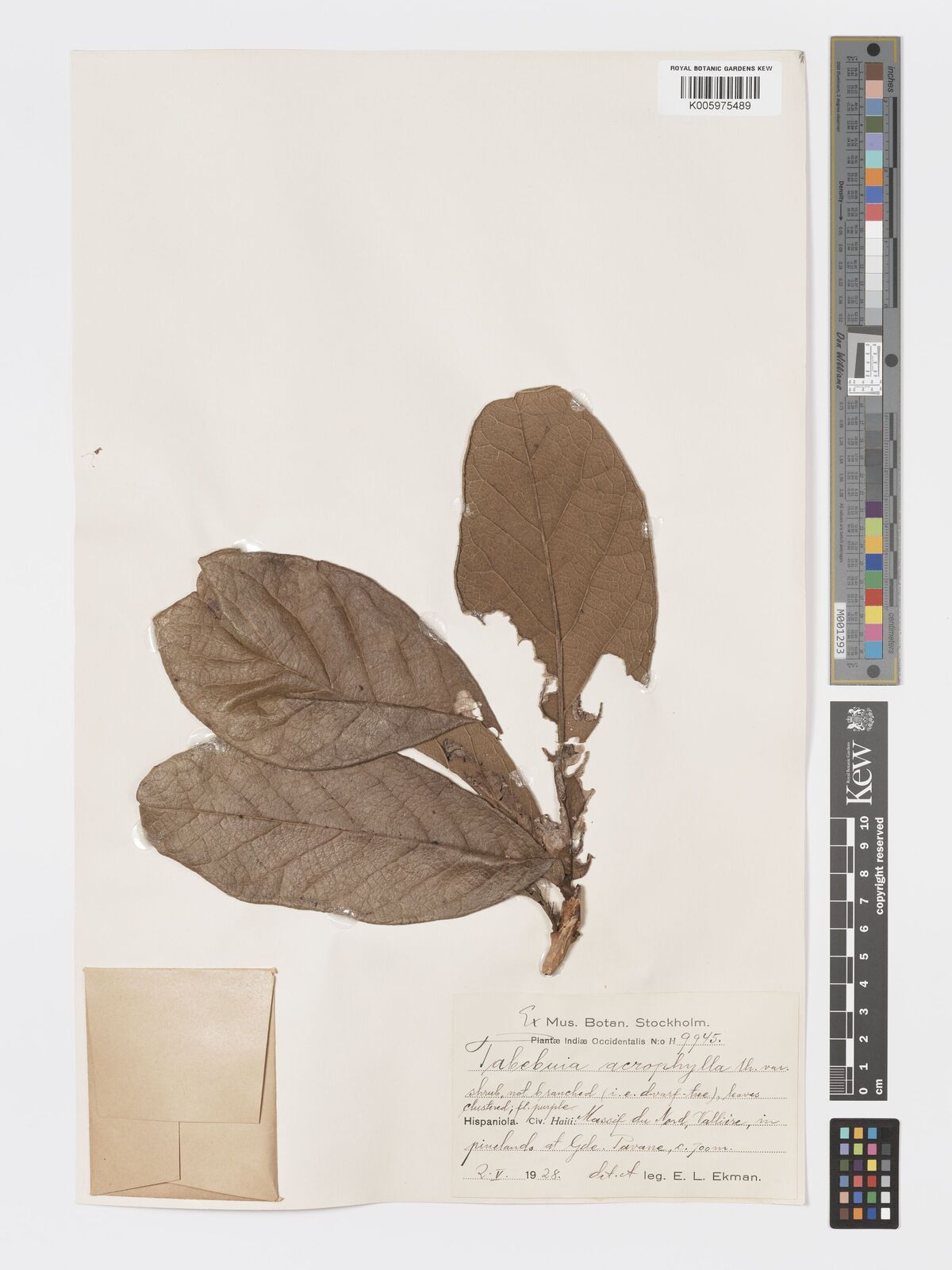 Tabebuia acrophylla (Urb.) Britton | Plants of the World Online | Kew ...