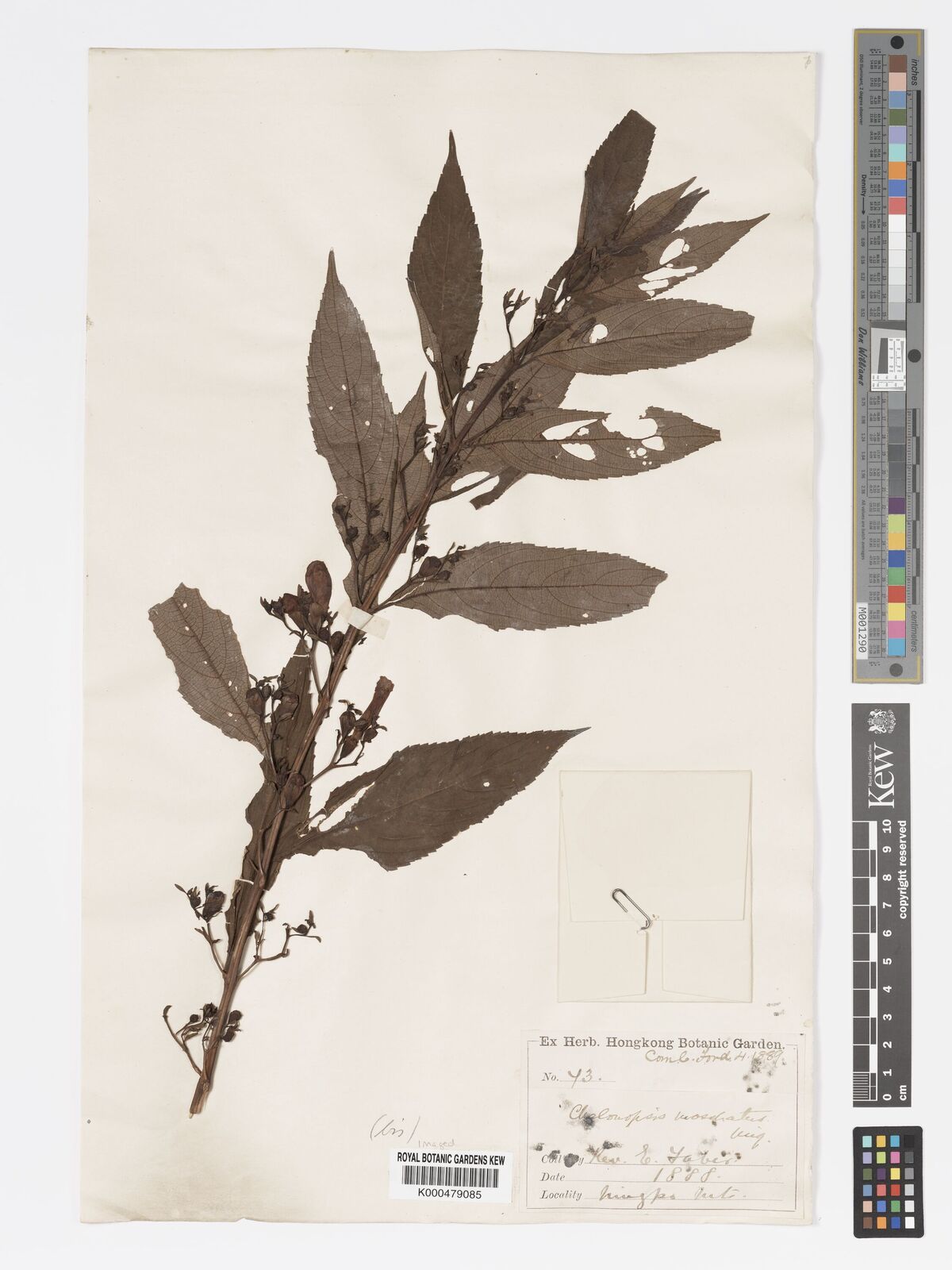 Chelonopsis moschata Miq. | Plants of the World Online | Kew Science