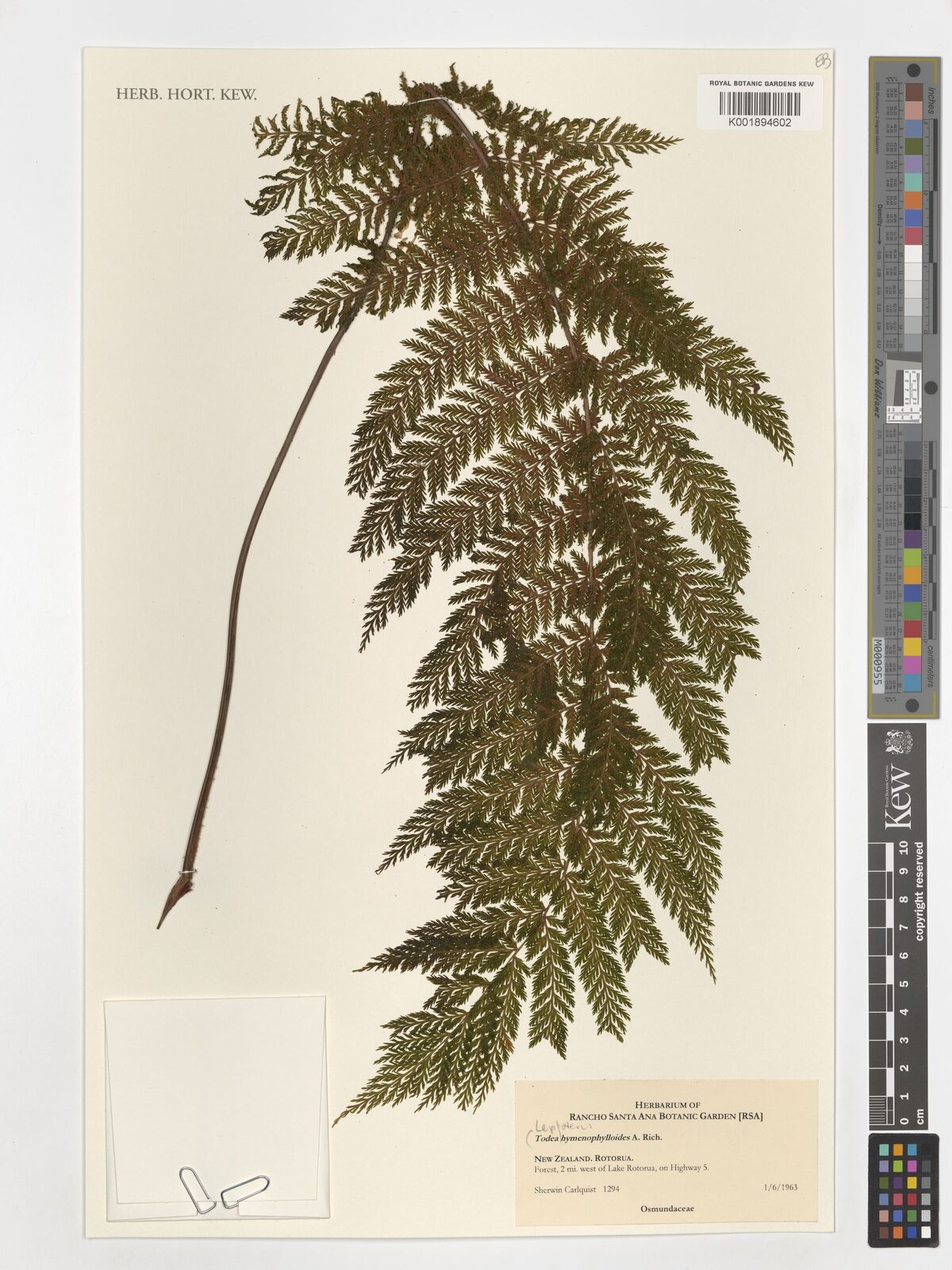 Todea Willd. | Plants of the World Online | Kew Science