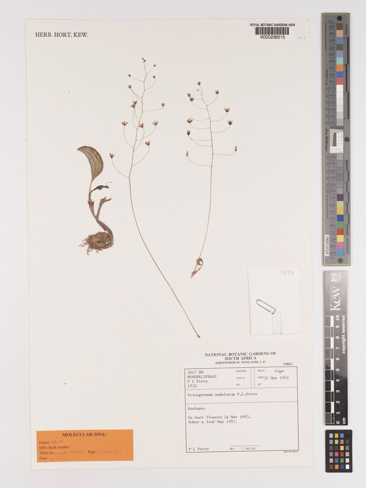 Eriospermum undulatum P.L.Perry | Plants of the World Online | Kew Science