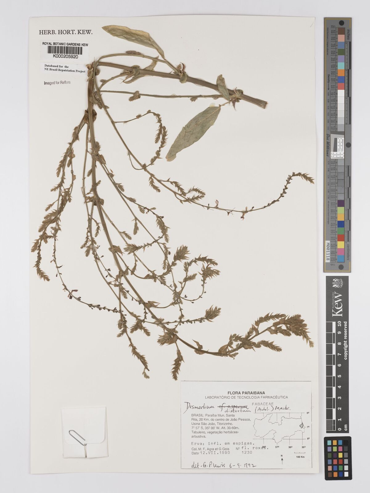 Desmodium distortum (Aubl.) J.F.Macbr. | Colombian Plants made accessible