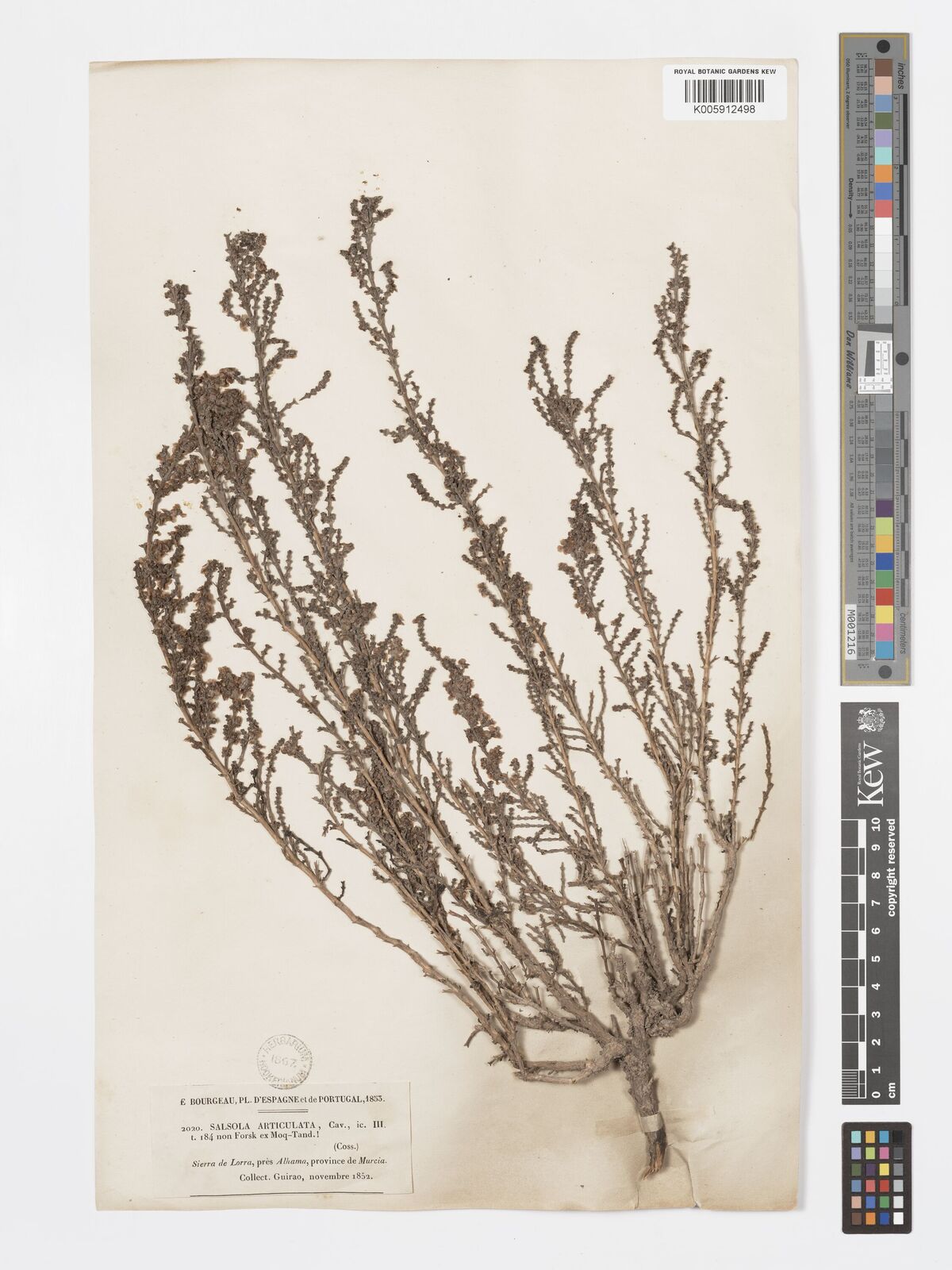 Haloxylon salicornicum (Moq.) Bunge ex Boiss. | Plants of the World ...