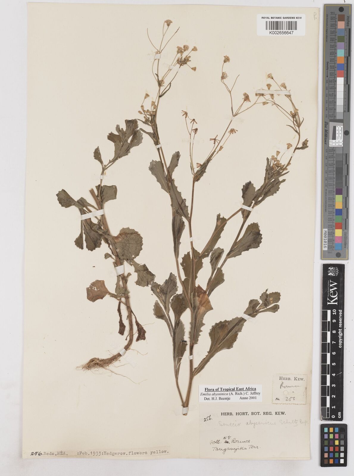 Emilia abyssinica var. macroglossa C.Jeffrey | Plants of the World ...