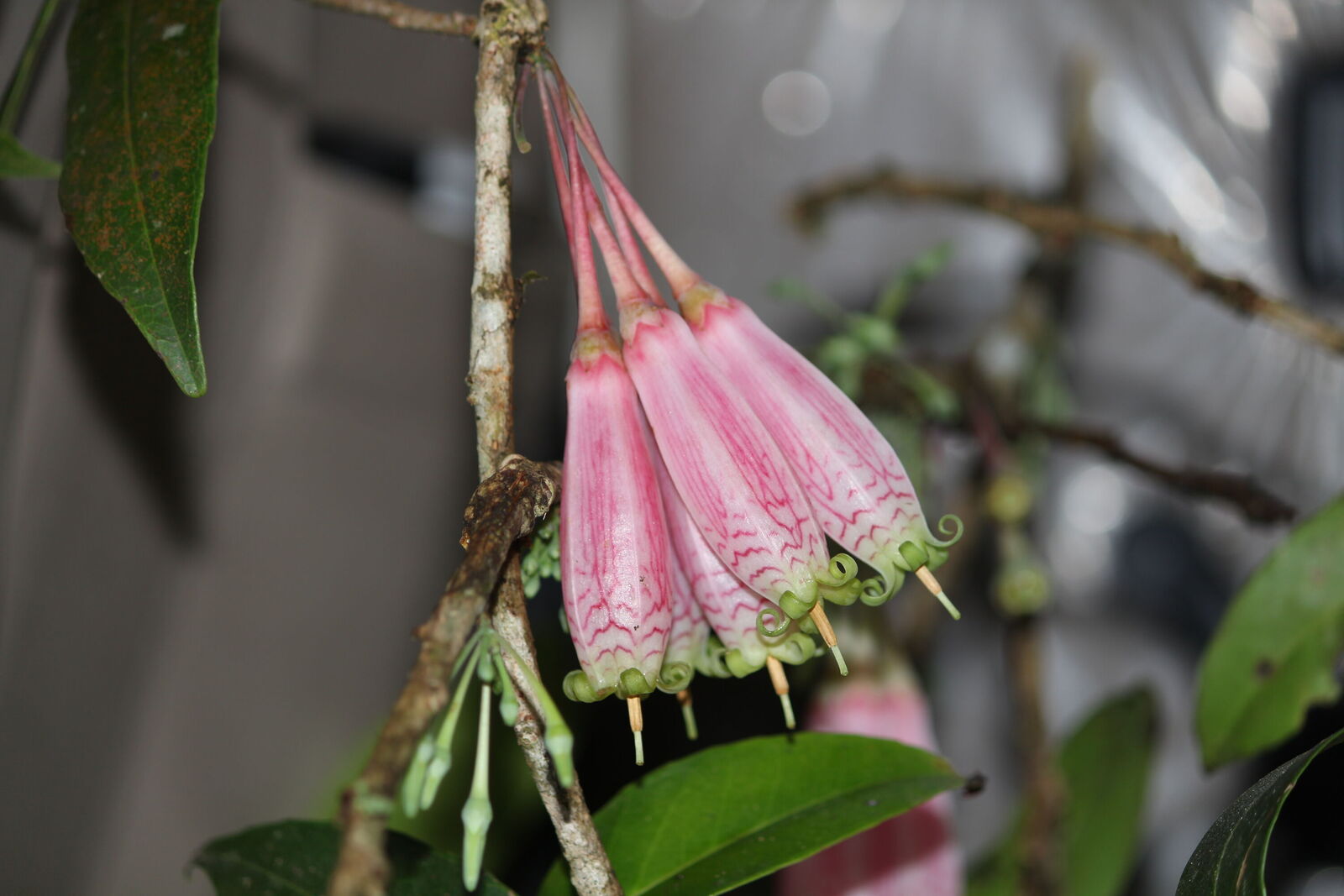 Agapetes grandiflora Hook.f. | Plants of the World Online | Kew Science