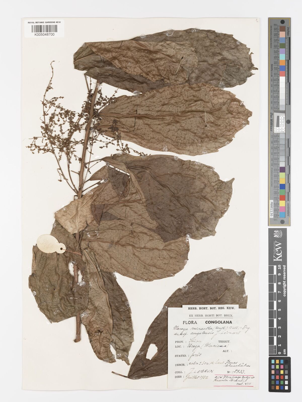 Mareya congolensis (J.Léonard) J.Léonard | Plants of the World Online ...