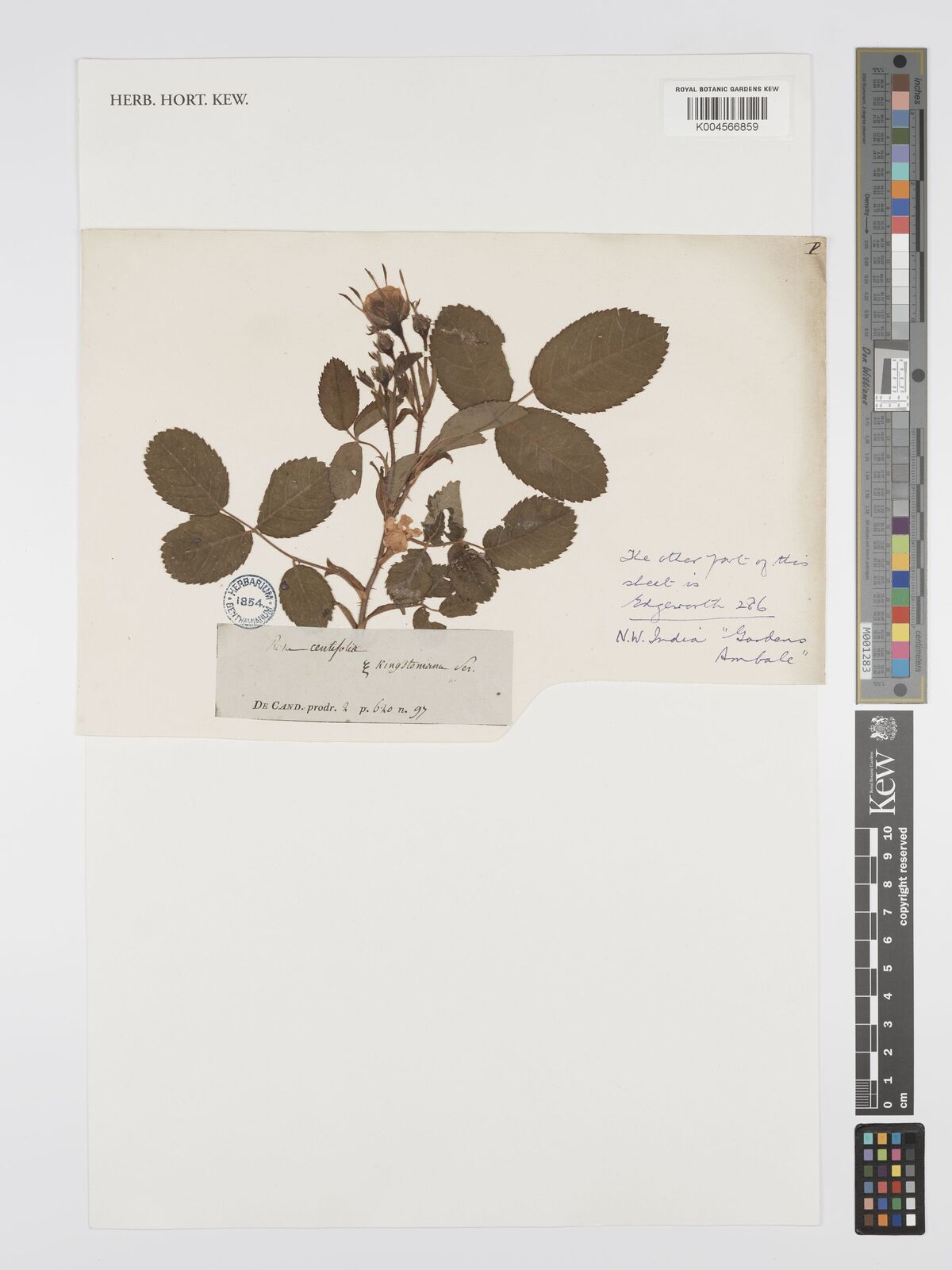 Rosa × centifolia L. | Plants of the World Online | Kew Science