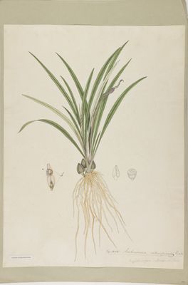 Ambrosina Bassi | Plants of the World Online | Kew Science