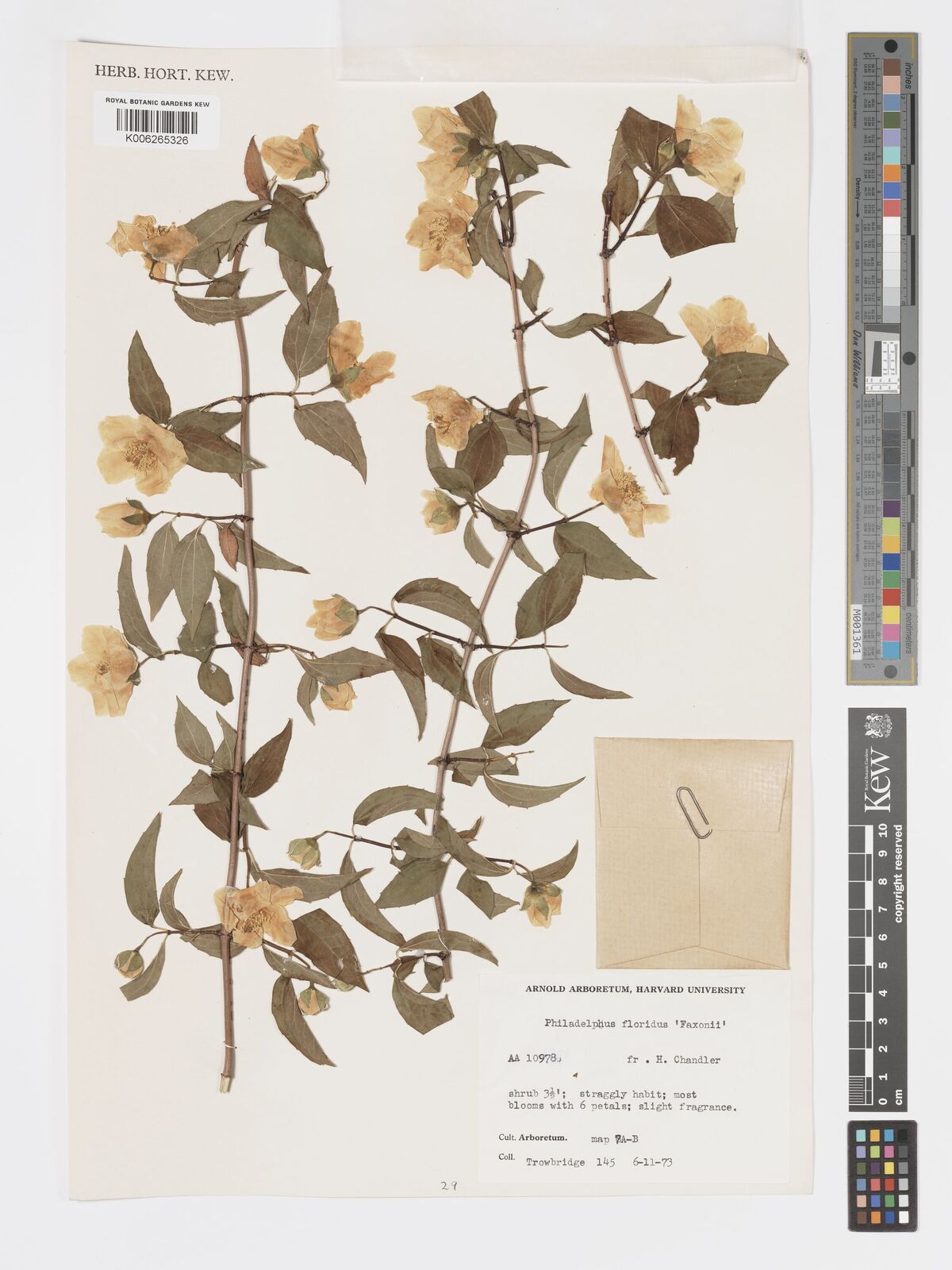 Philadelphus inodorus L. | Plants of the World Online | Kew Science