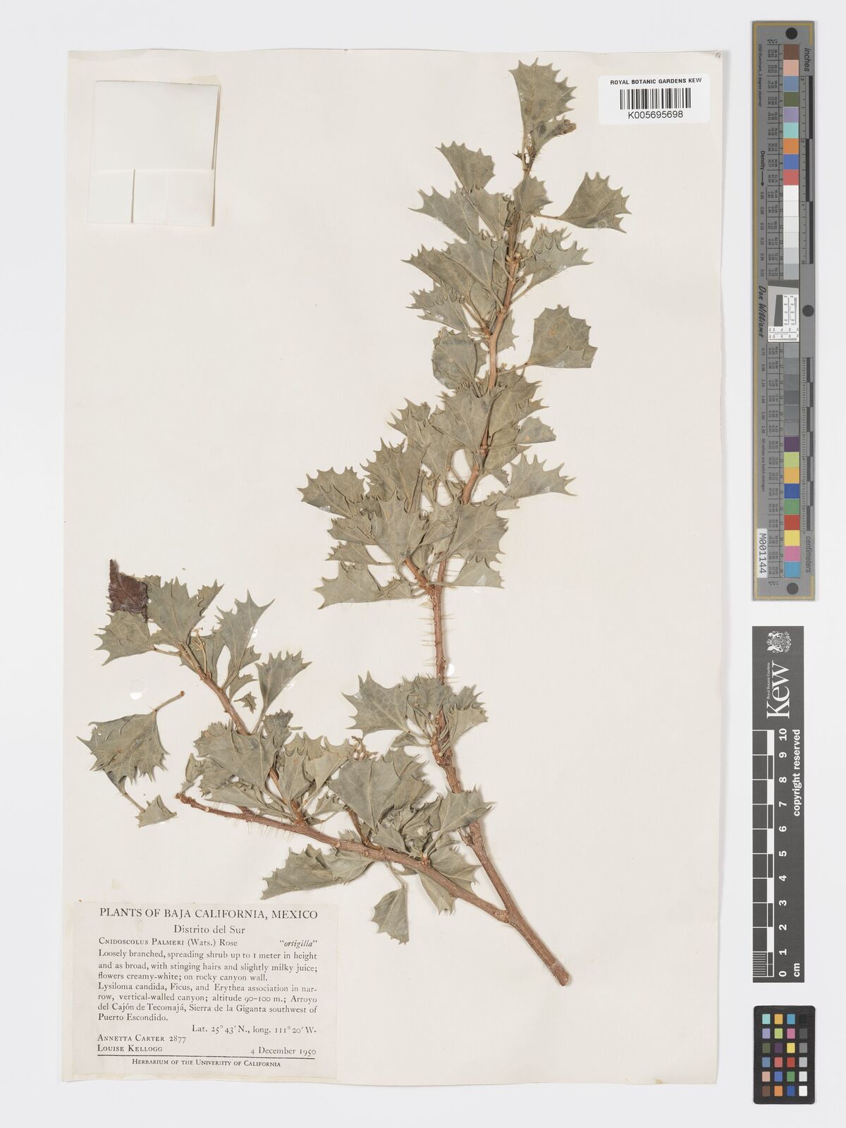 Cnidoscolus palmeri (S.Watson) Rose | Plants of the World Online | Kew ...