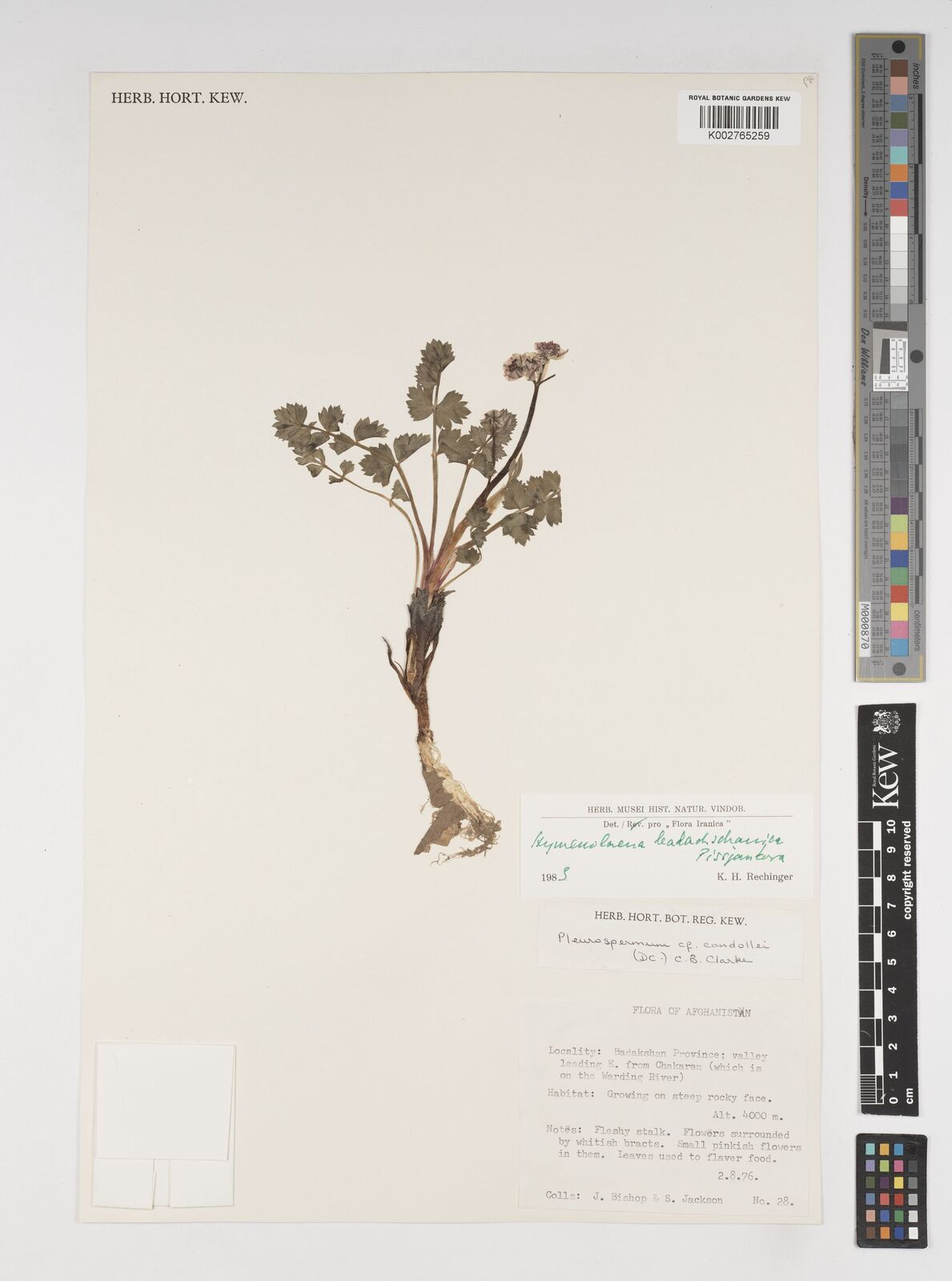 Hymenolaena DC. | Plants of the World Online | Kew Science