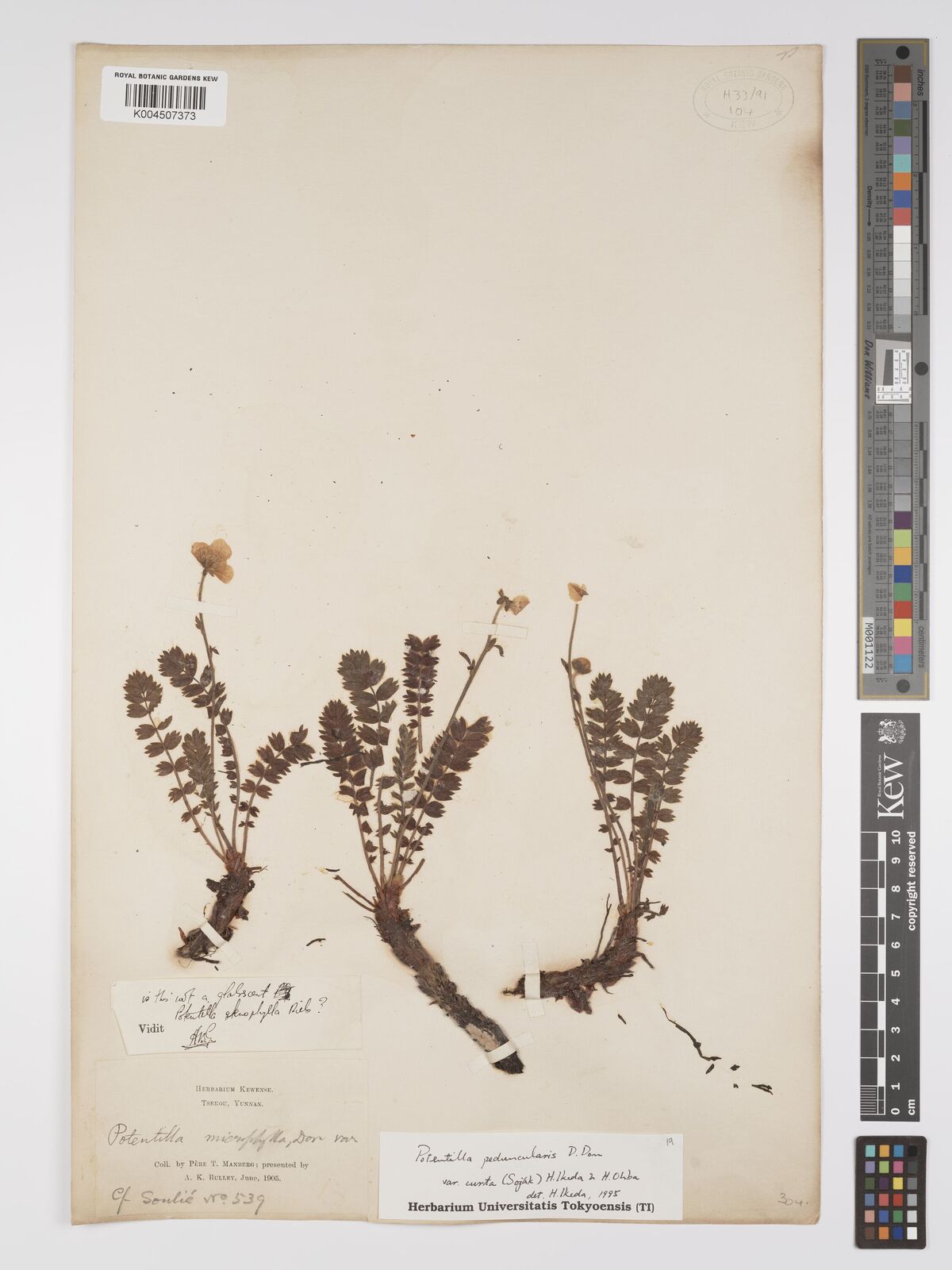 Argentina curta (Soják) Soják | Plants of the World Online | Kew Science