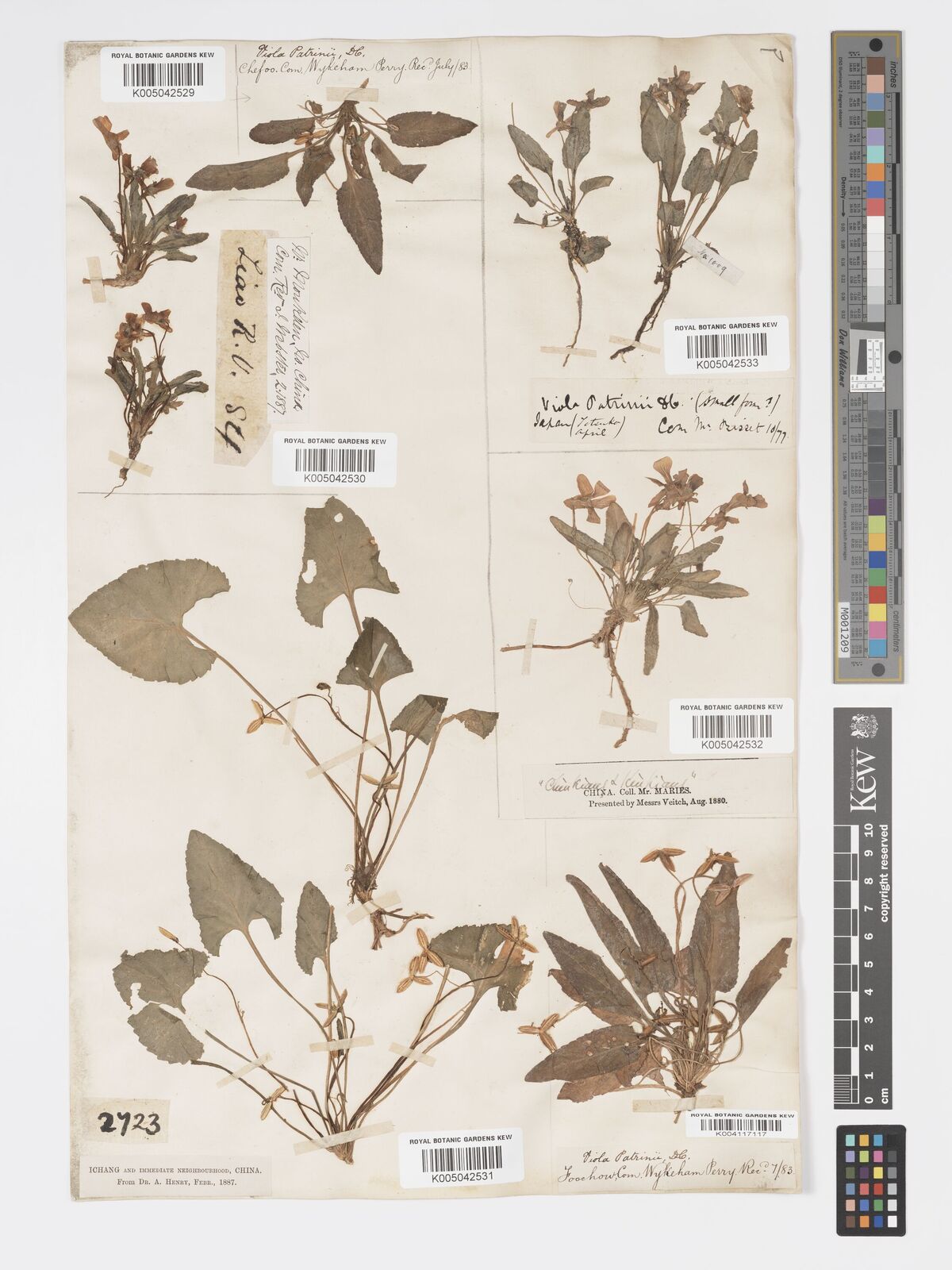 Viola inconspicua Blume | Plants of the World Online | Kew Science