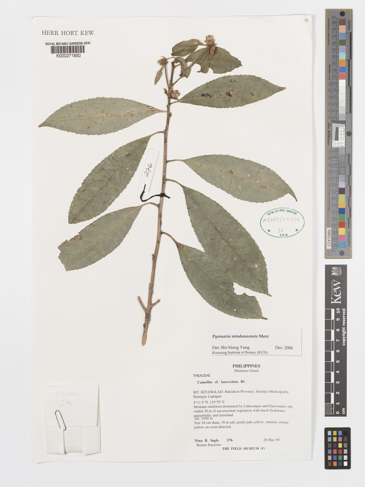 Pyrenaria mindanaensis Merr. | Plants of the World Online | Kew Science