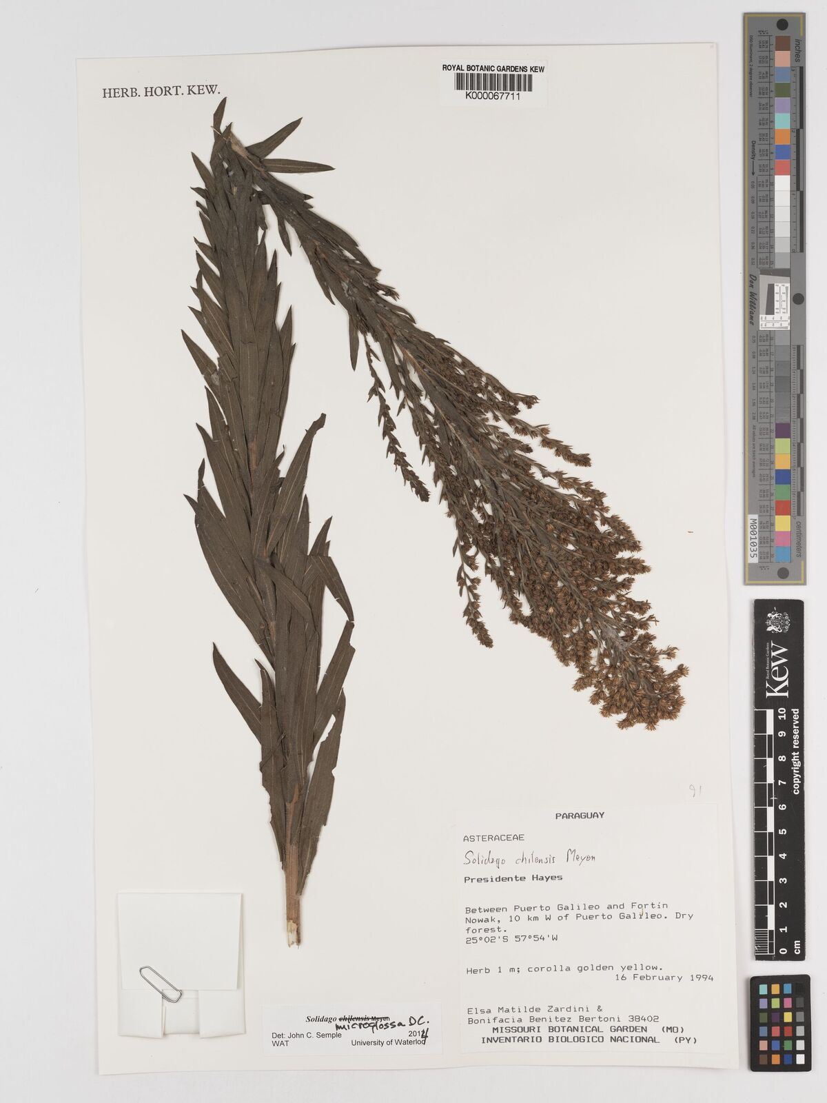 Solidago chilensis var. megapotamica (DC.) Cabrera | Plants of the ...