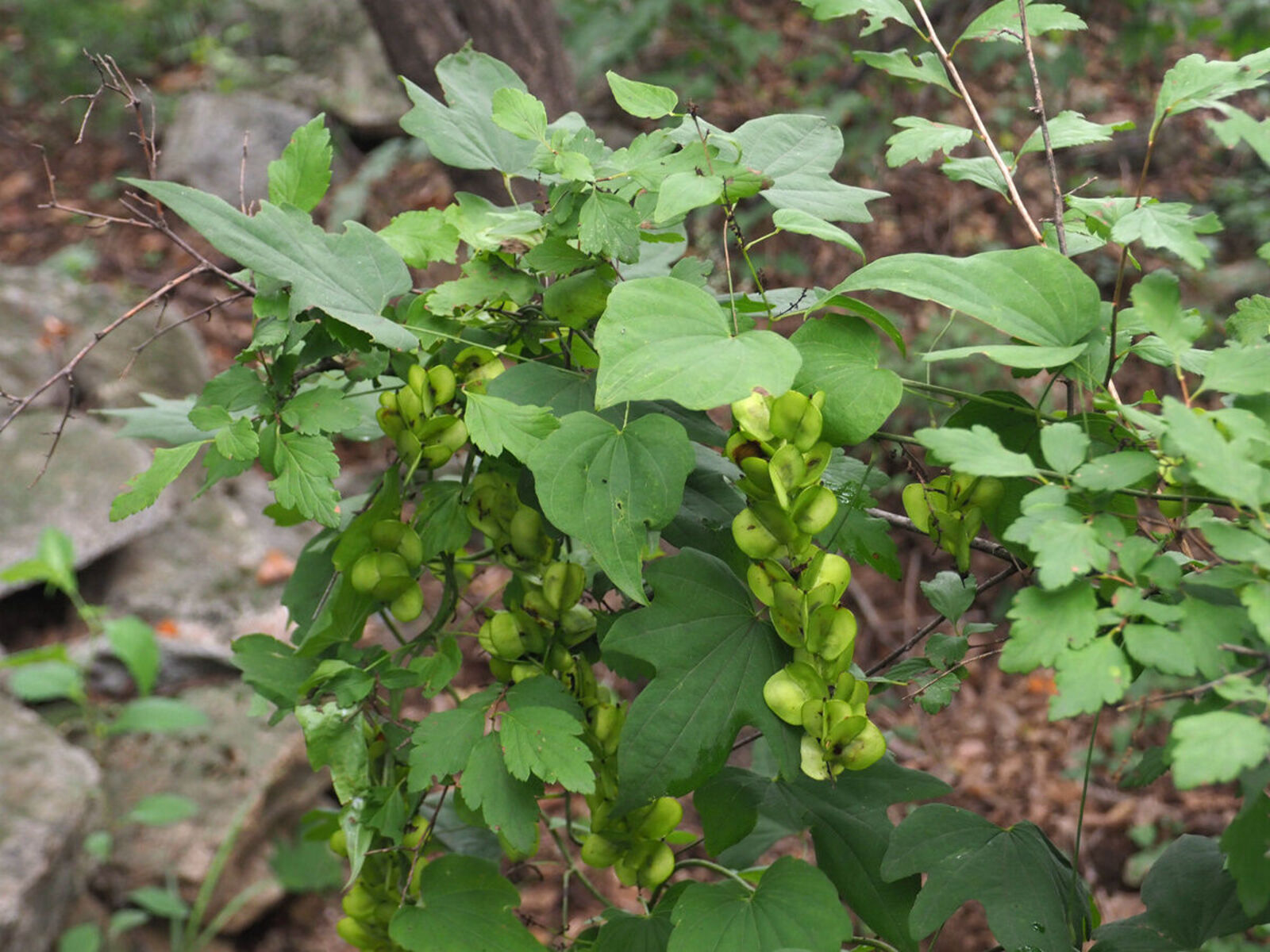 Dioscorea nipponica subsp. nipponica | Plants of the World Online | Kew ...