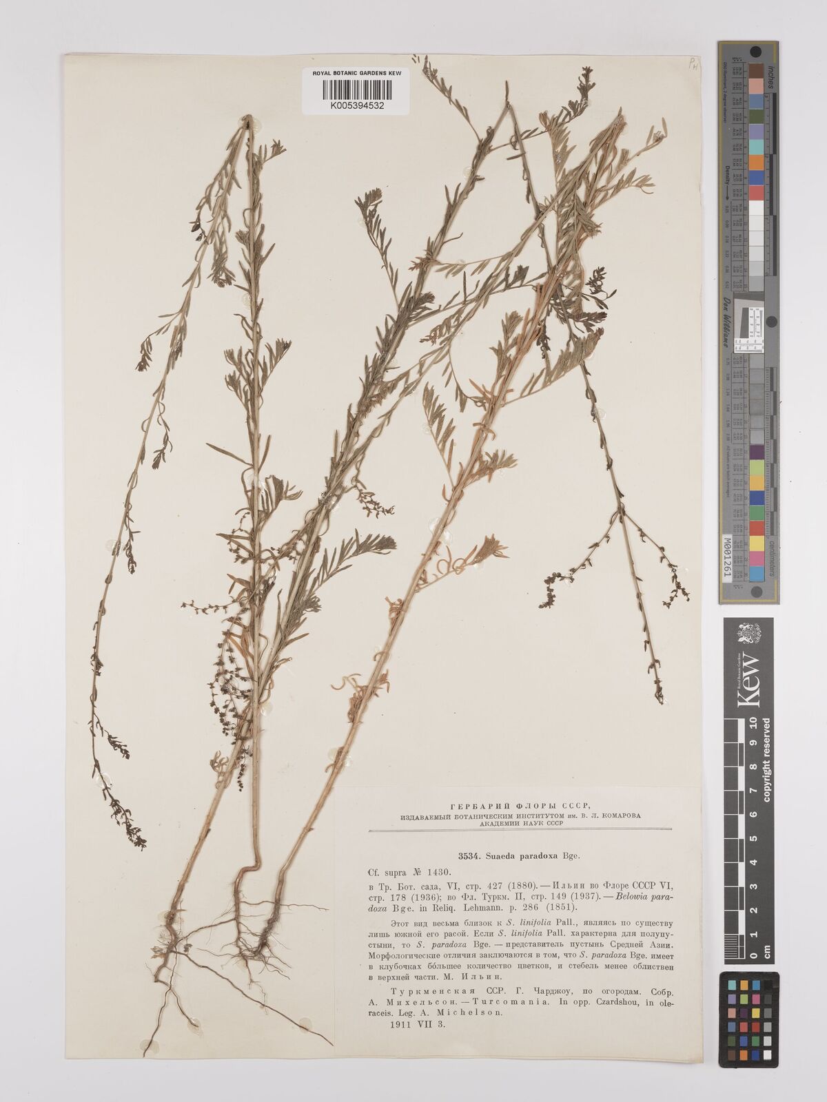Suaeda paradoxa (Bunge) Bunge | Plants of the World Online | Kew Science