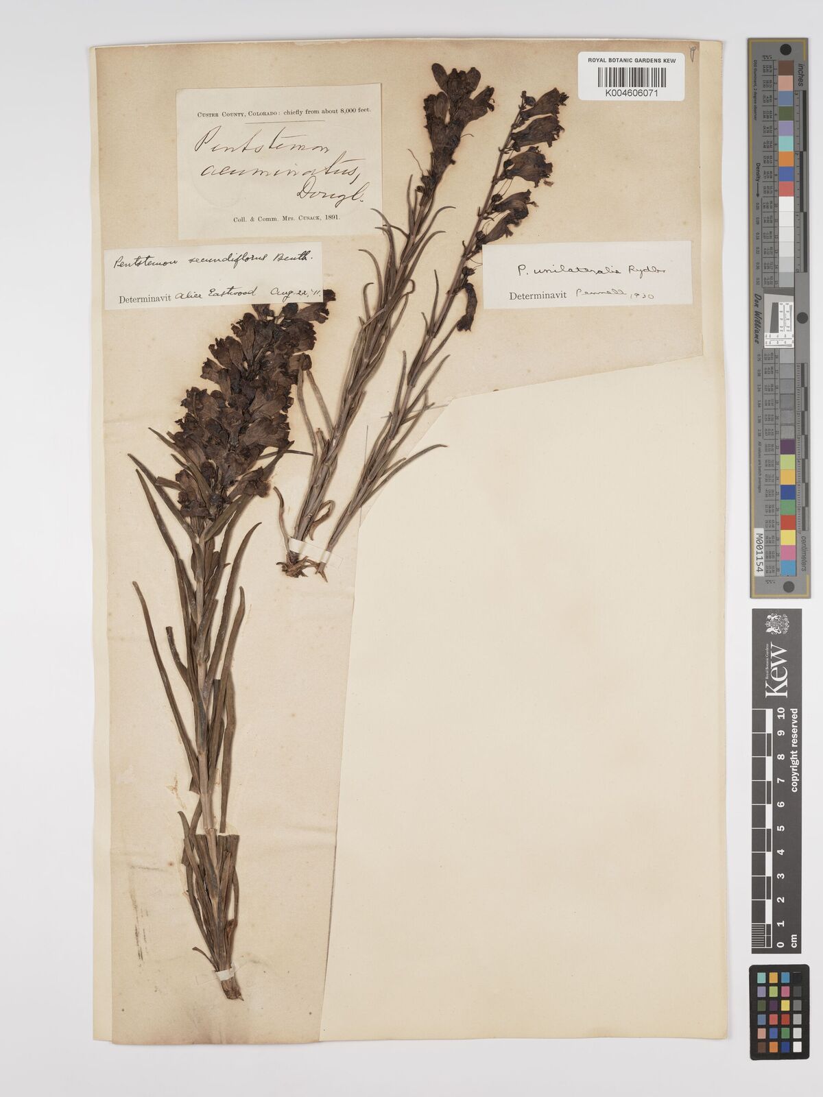 Penstemon secundiflorus var. secundiflorus | Plants of the World Online ...