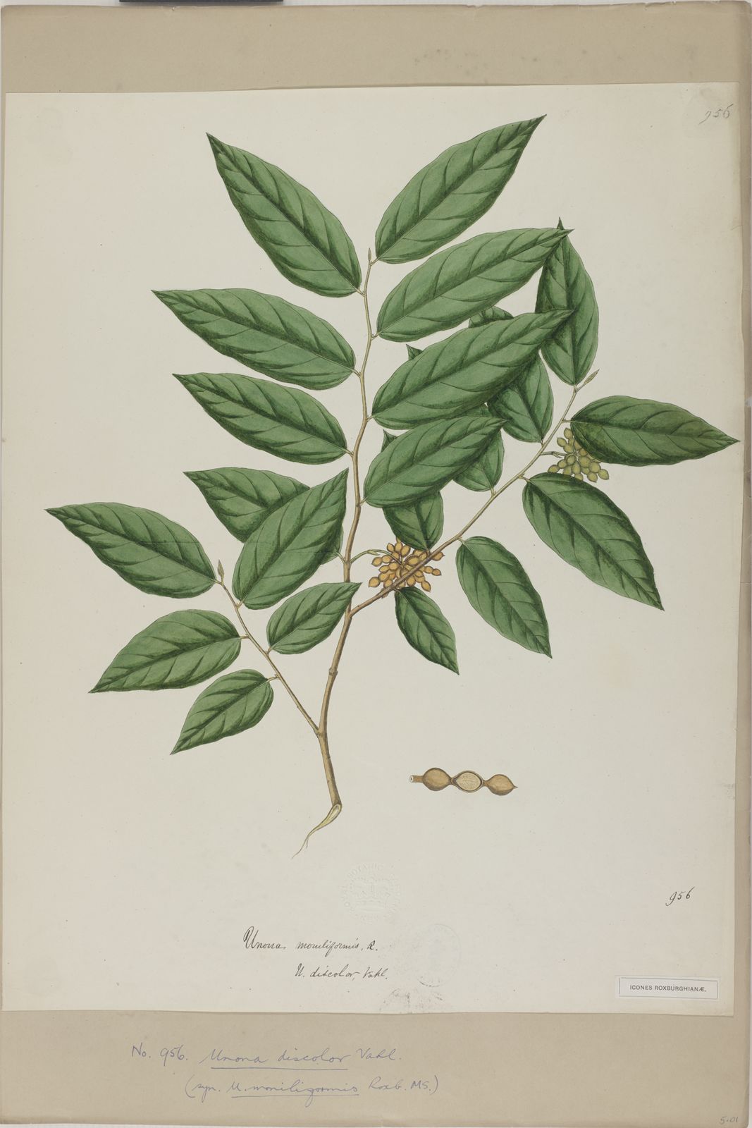 Desmos chinensis Lour. | Plants of the World Online | Kew Science