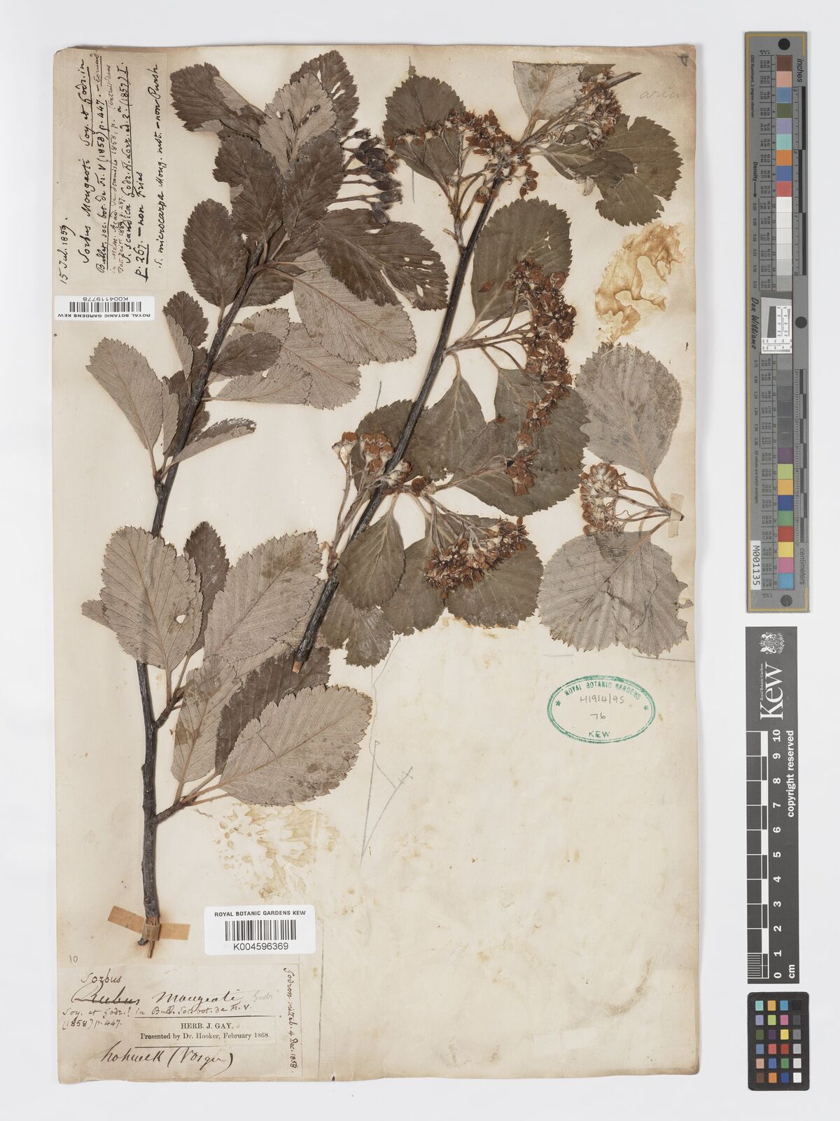 Hedlundia mougeotii (Soy.-Will. & Godr.) Sennikov & Kurtto | Plants of ...