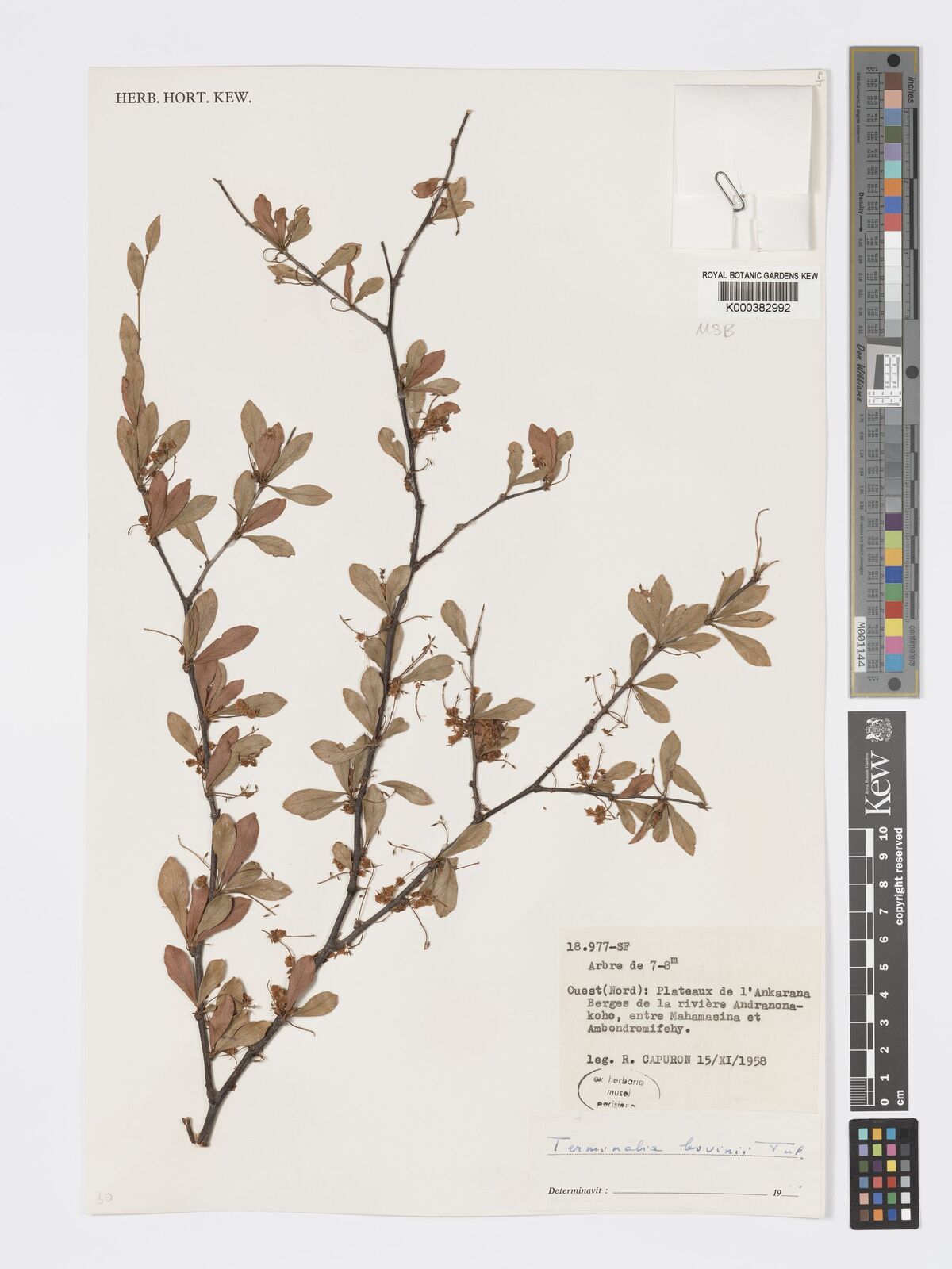 Terminalia boivinii Tul. | Plants of the World Online | Kew Science