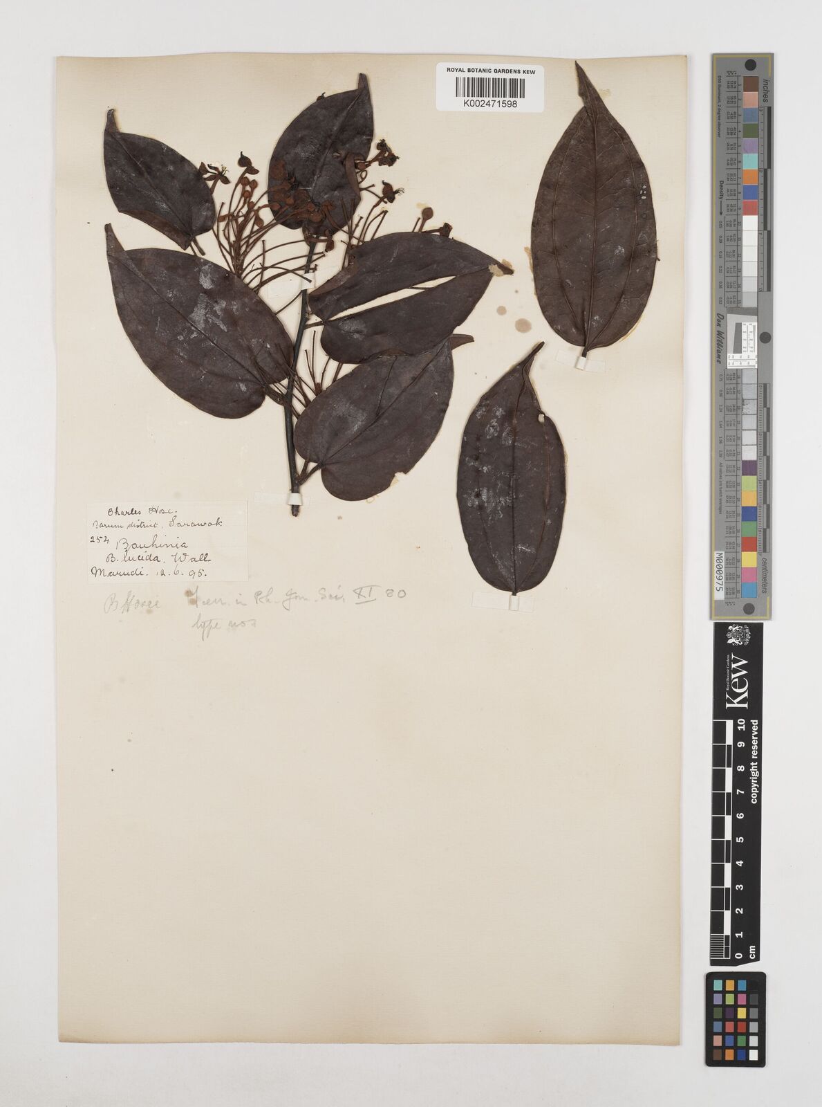 Phanera finlaysoniana var. leptopus (G.Perkins) de Wit | Plants of the ...