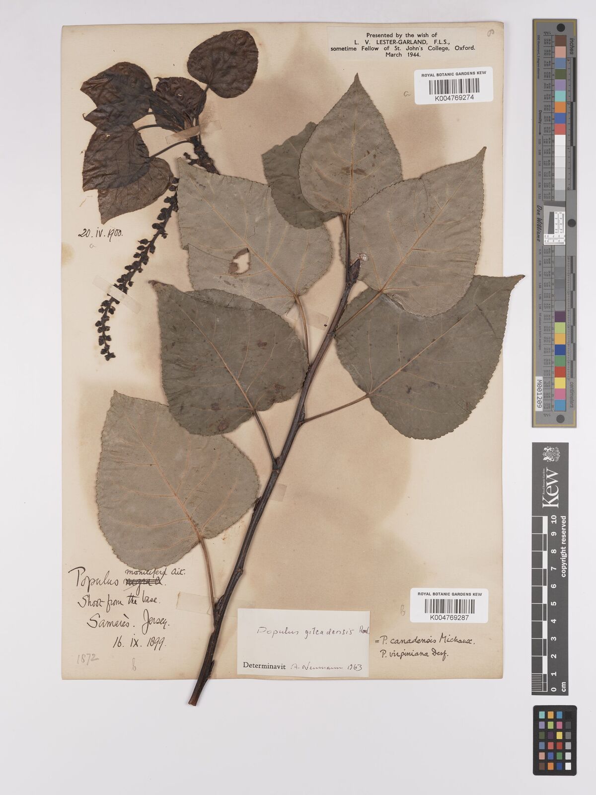 Populus deltoides subsp. monilifera (Aiton) Eckenw. | Plants of the ...