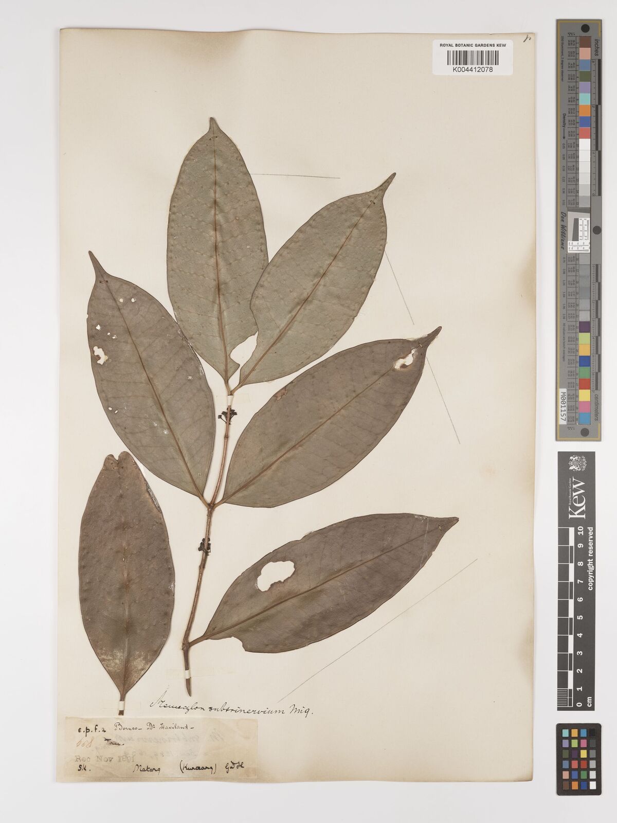 Memecylon excelsum Blume | Plants of the World Online | Kew Science