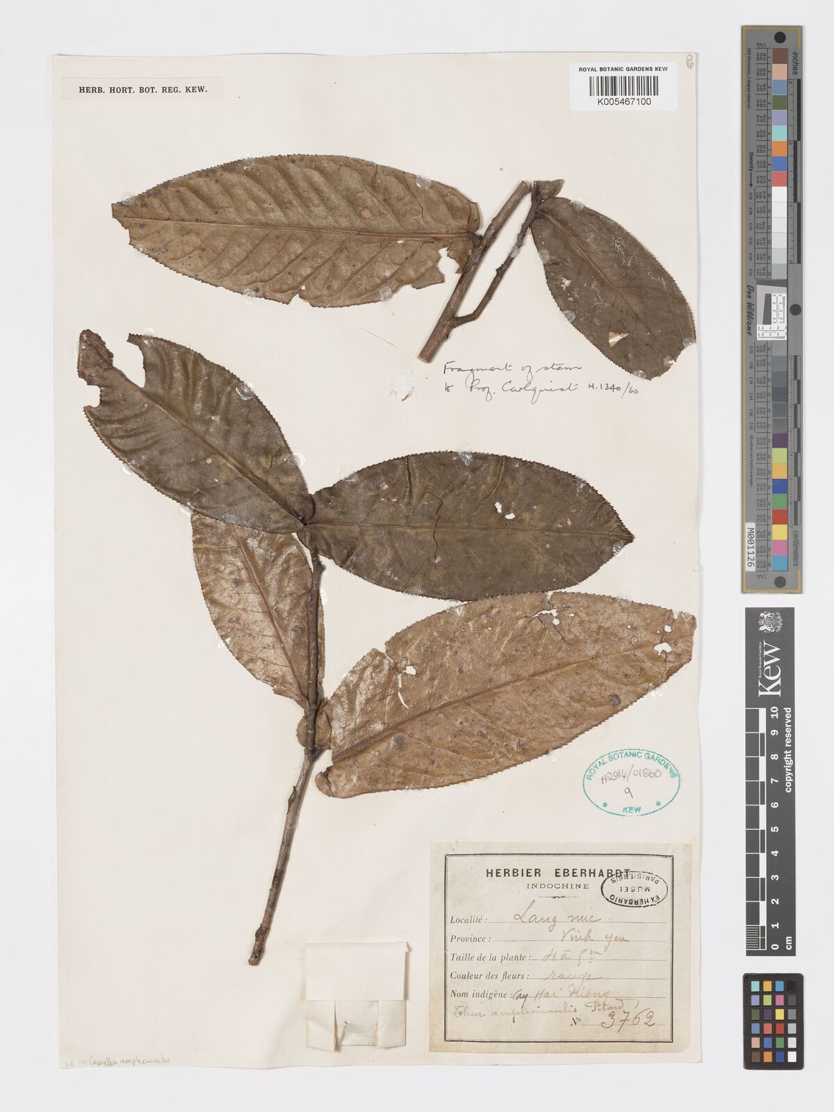 Camellia amplexicaulis (Pit.) Cohen-Stuart | Plants of the World Online ...