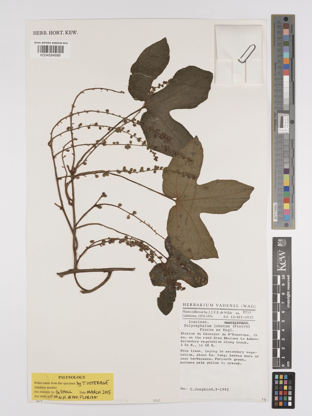 Pyrenacantha Wight | Plants of the World Online | Kew Science