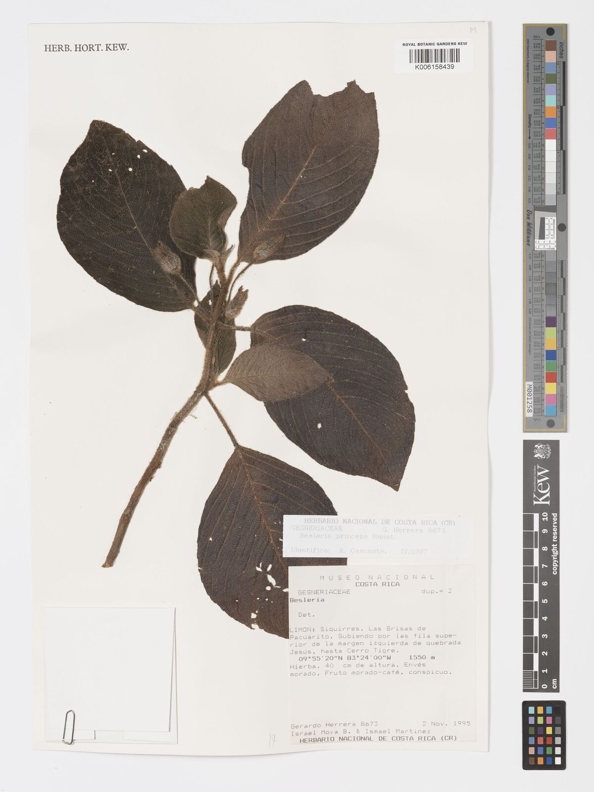 Besleria princeps Hanst. | Plants of the World Online | Kew Science