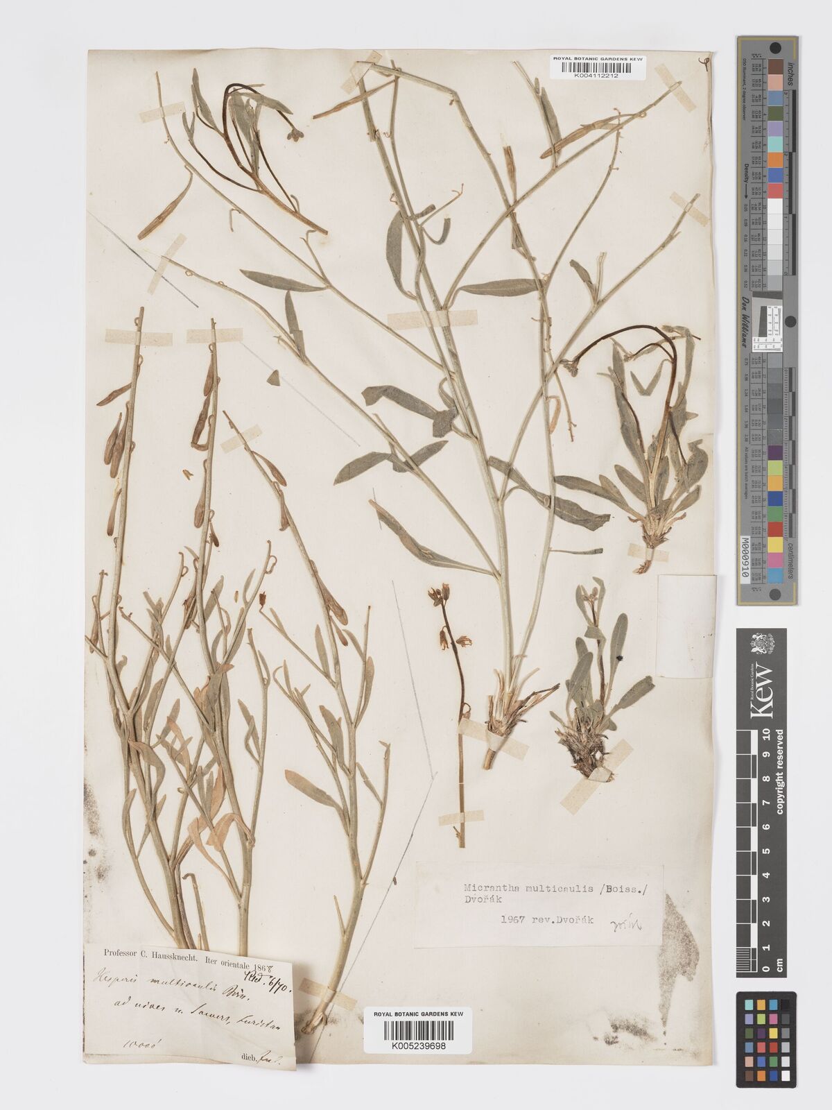 Hesperis multicaulis Boiss. | Plants of the World Online | Kew Science