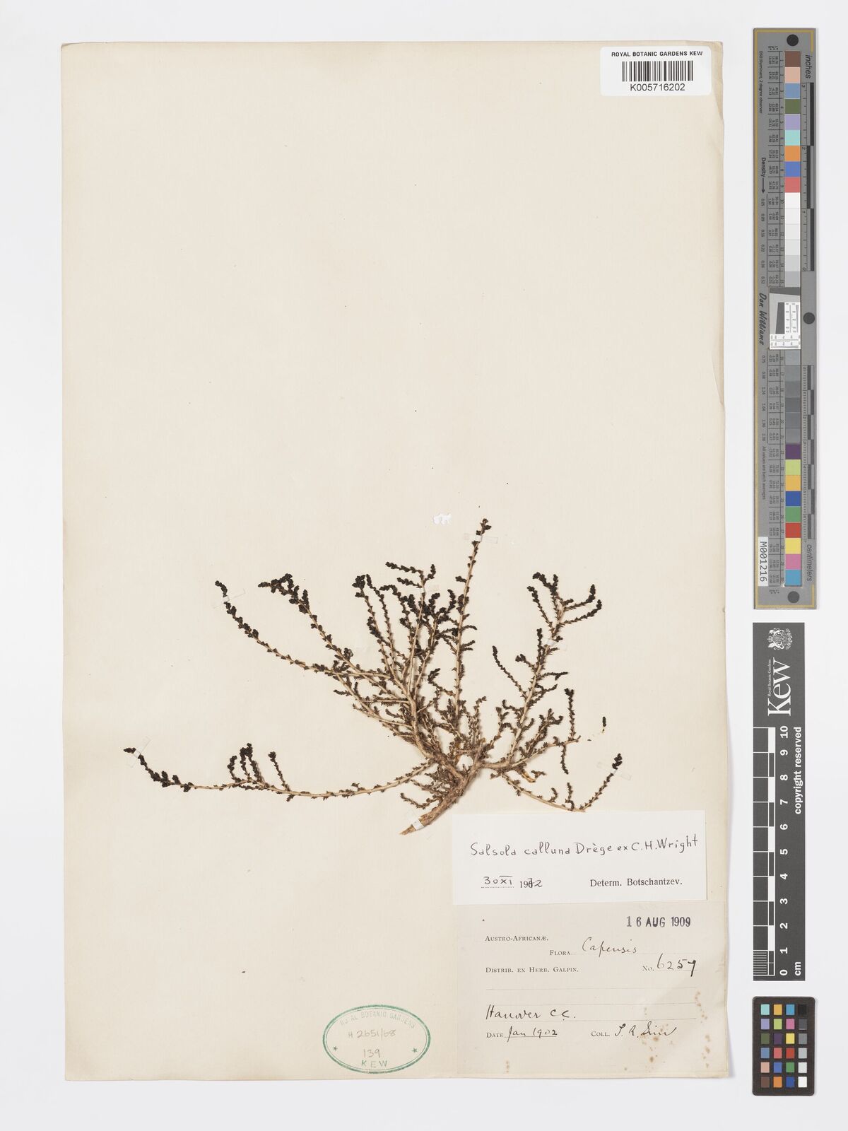 Caroxylon calluna (Drège ex C.H.Wright) Theodorova ex Mucina | Plants ...