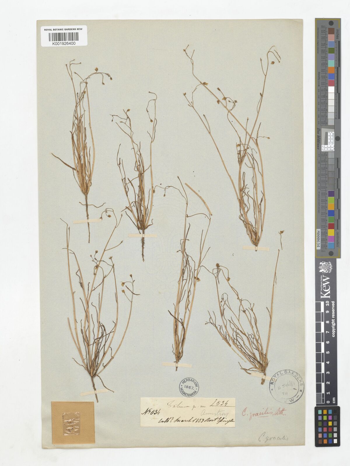 Parakeelya gracilis (Benth.) Hershk. | Plants of the World Online | Kew ...