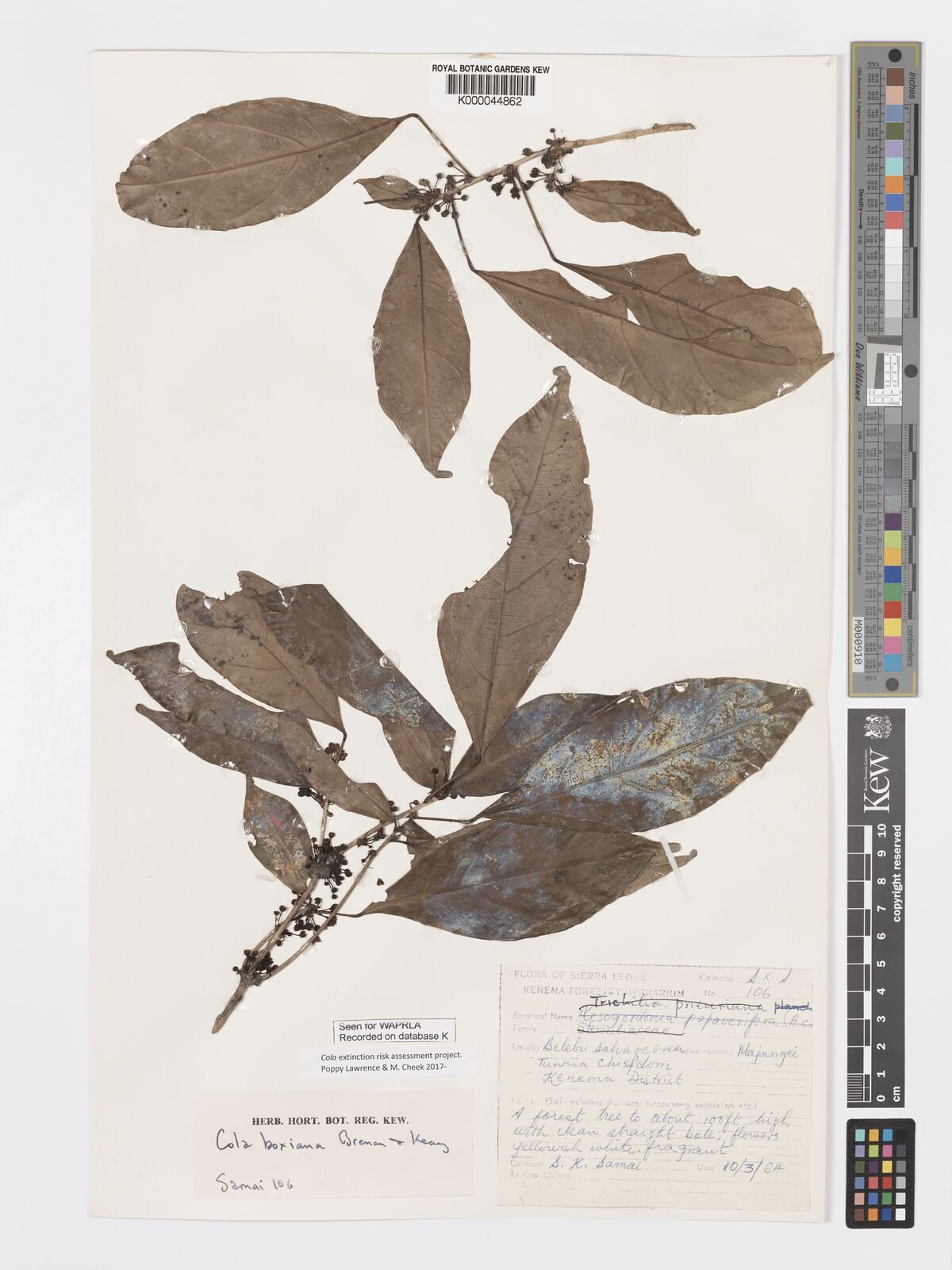 Cola boxiana Brenan & Keay | Plants of the World Online | Kew Science