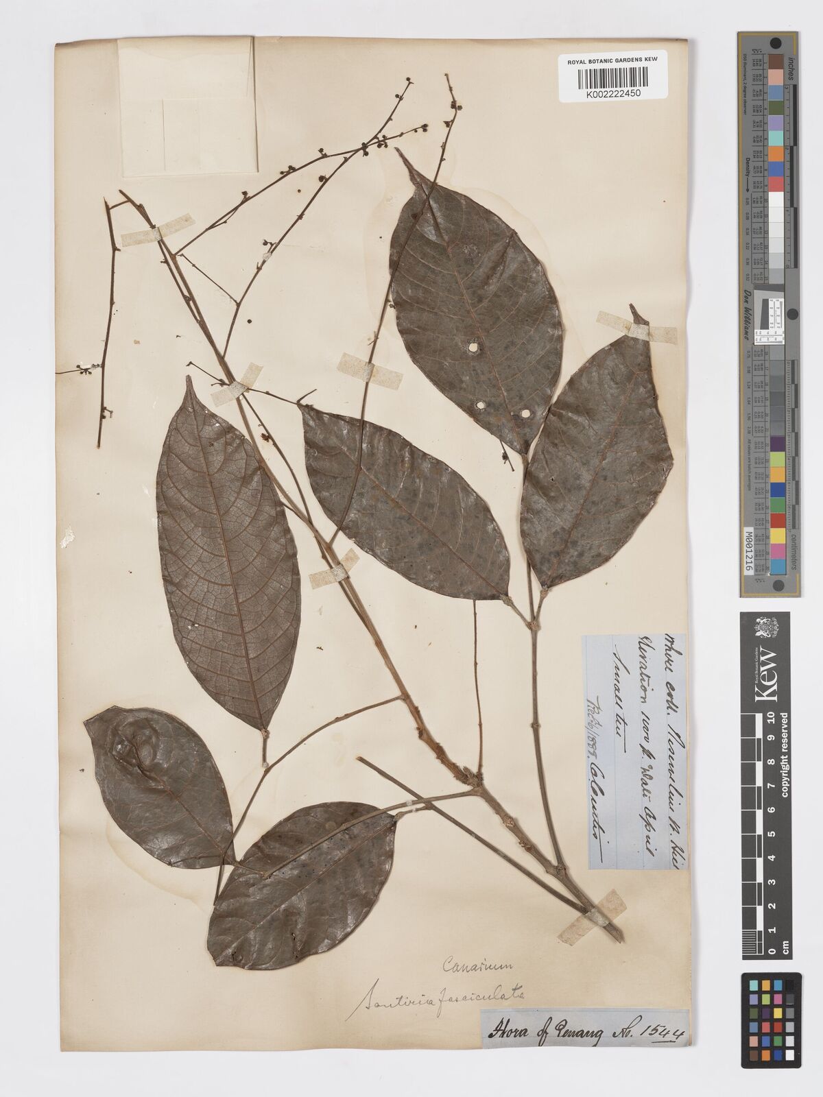 Dacryodes rugosa var. rugosa | Plants of the World Online | Kew Science