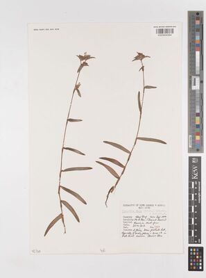 Cyanotis vaga (Lour.) Schult. & Schult.f. | Plants of the World Online ...