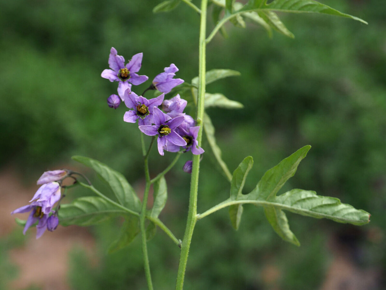 Solanum septemlobum Bunge | Plants of the World Online | Kew Science