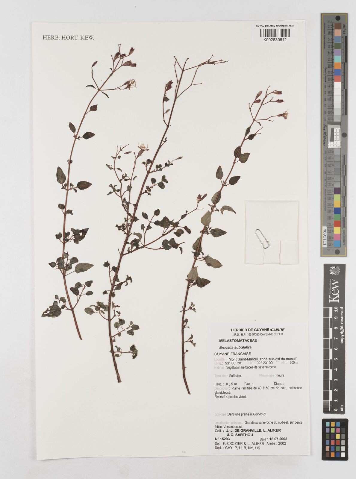 Ernestia DC. | Colombian Plants made accessible