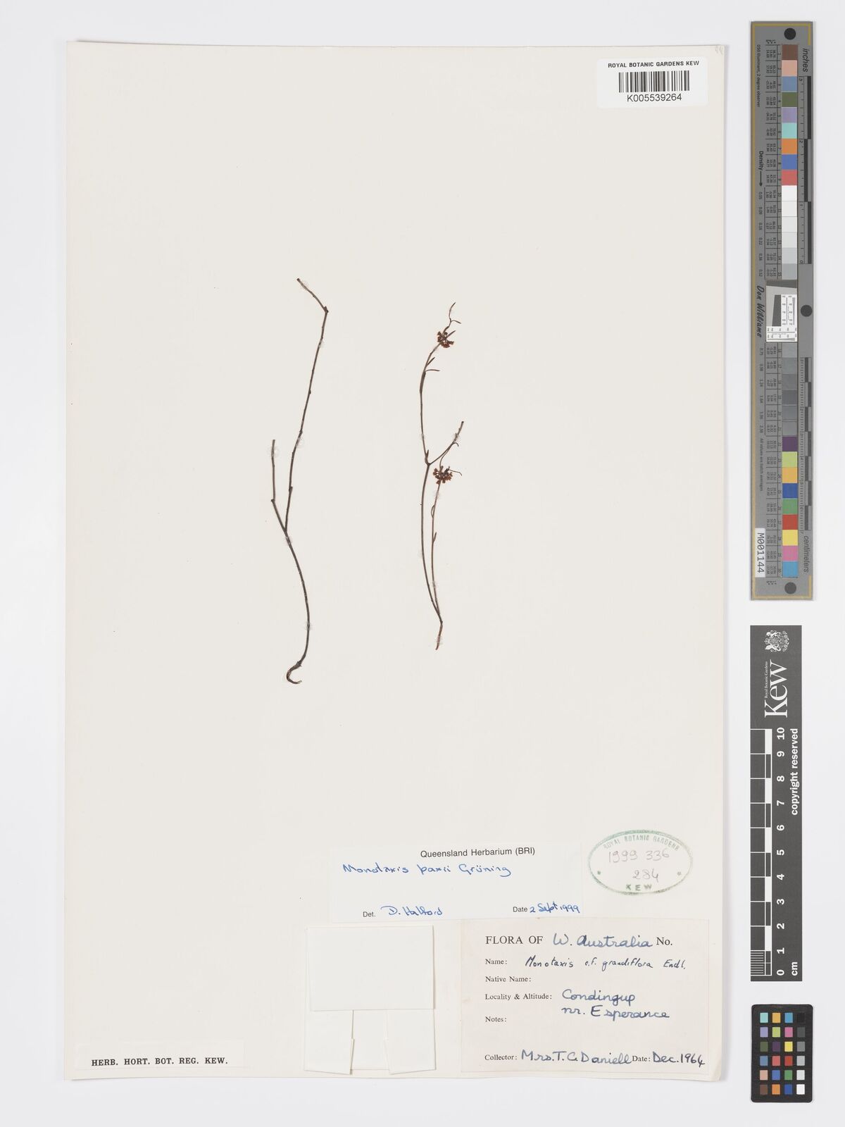 Monotaxis paxii Grüning | Plants of the World Online | Kew Science