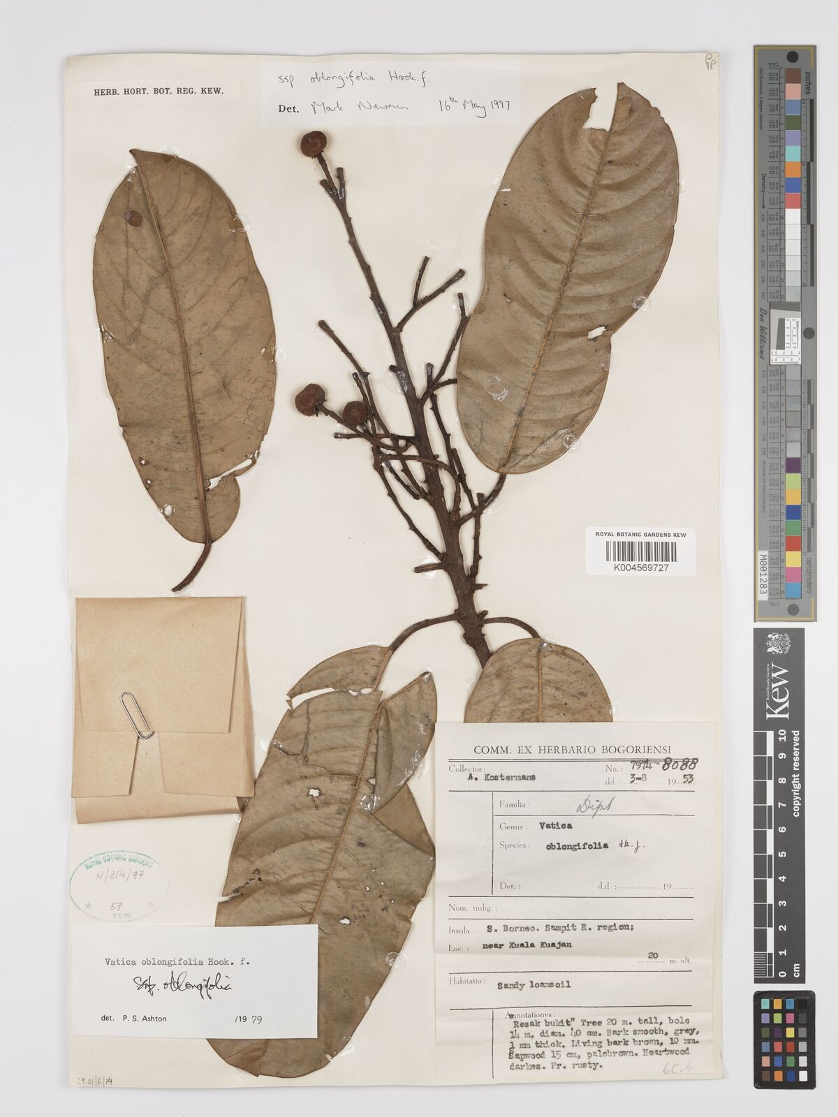 Vatica oblongifolia subsp. oblongifolia | Plants of the World Online ...