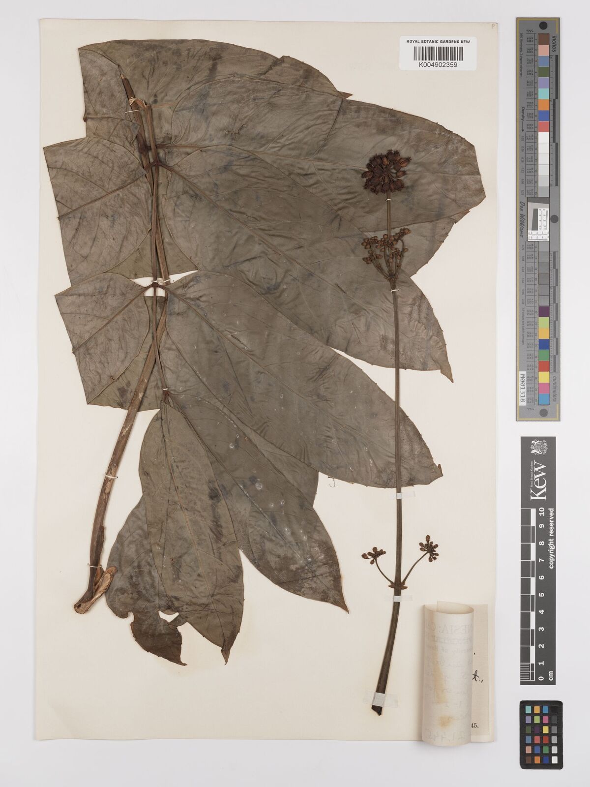 Polyscias subcapitata Kaneh. | Plants of the World Online | Kew Science