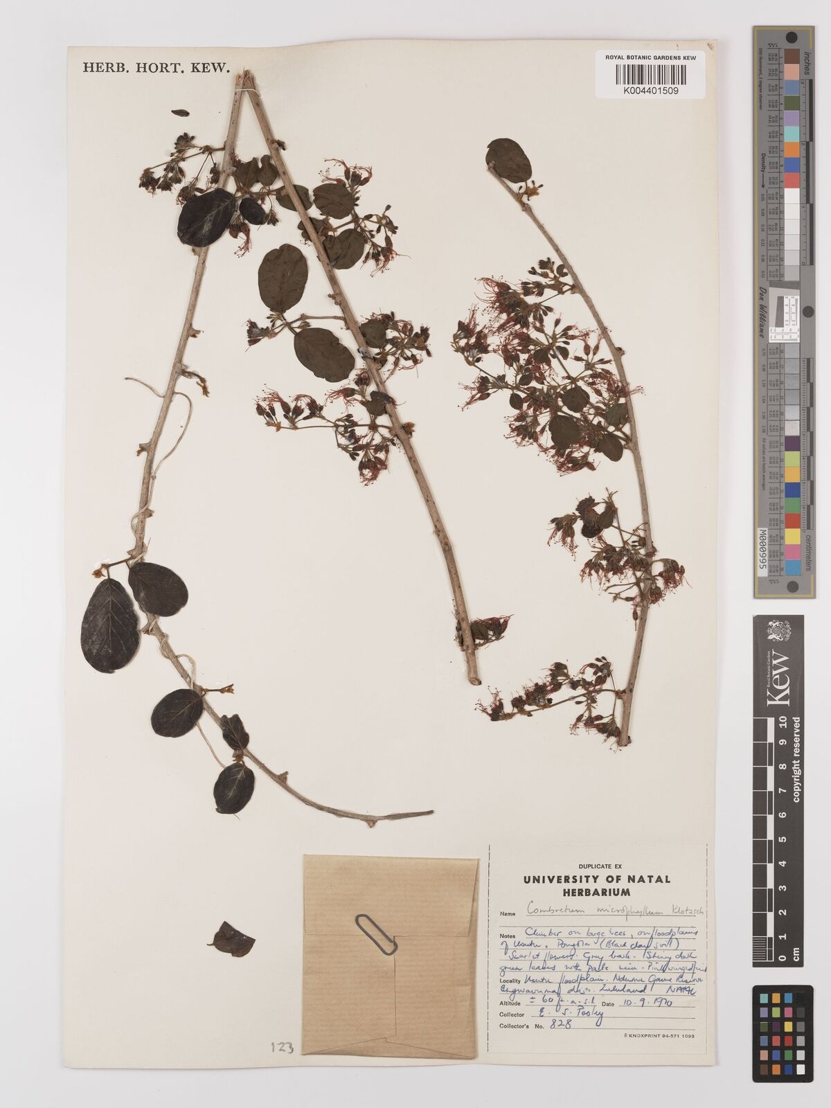 Combretum microphyllum Klotzsch | Plants of the World Online | Kew Science